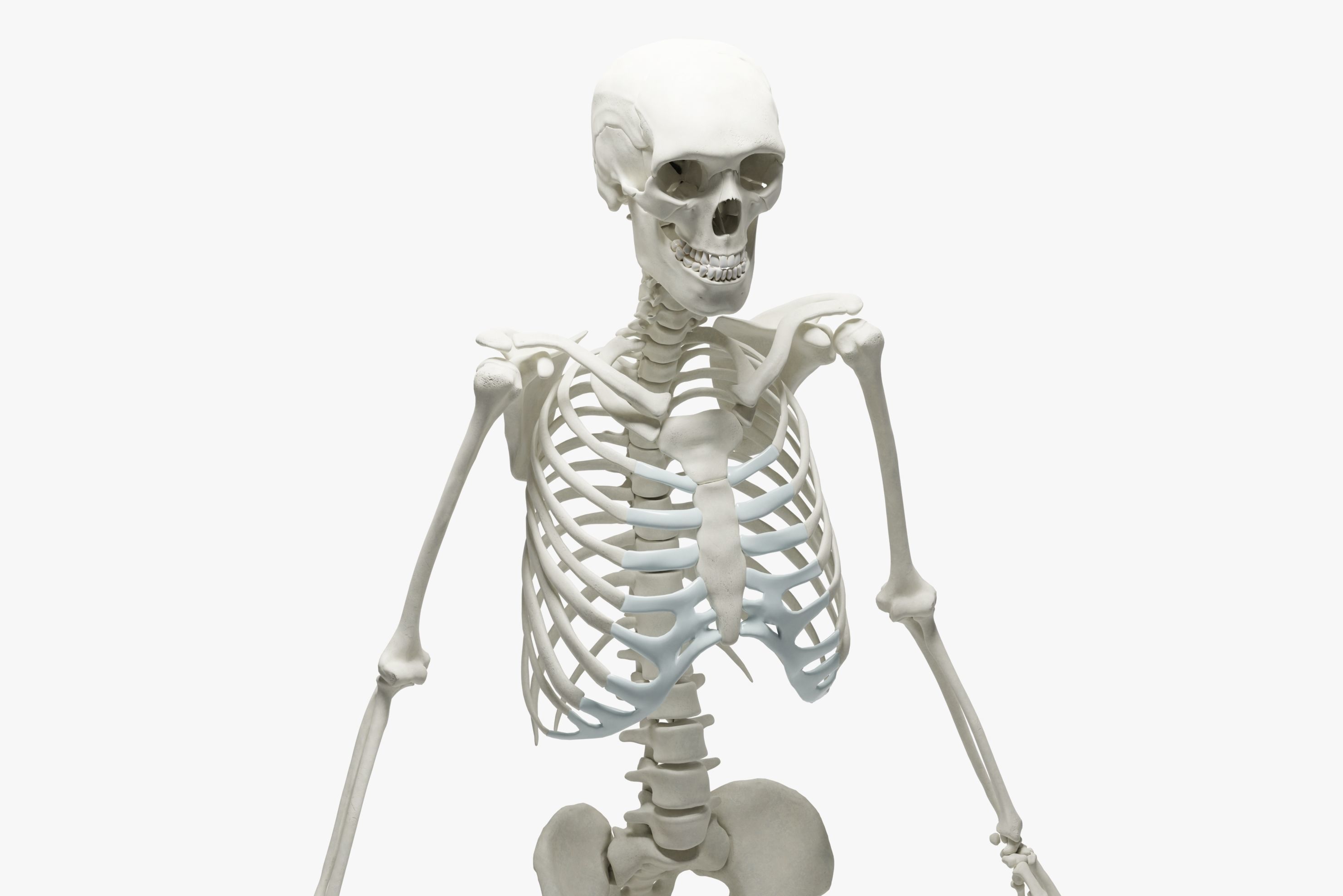 3D model Ultimate 3D Human Skeleton Model - Medically Accurate 3d Model ...