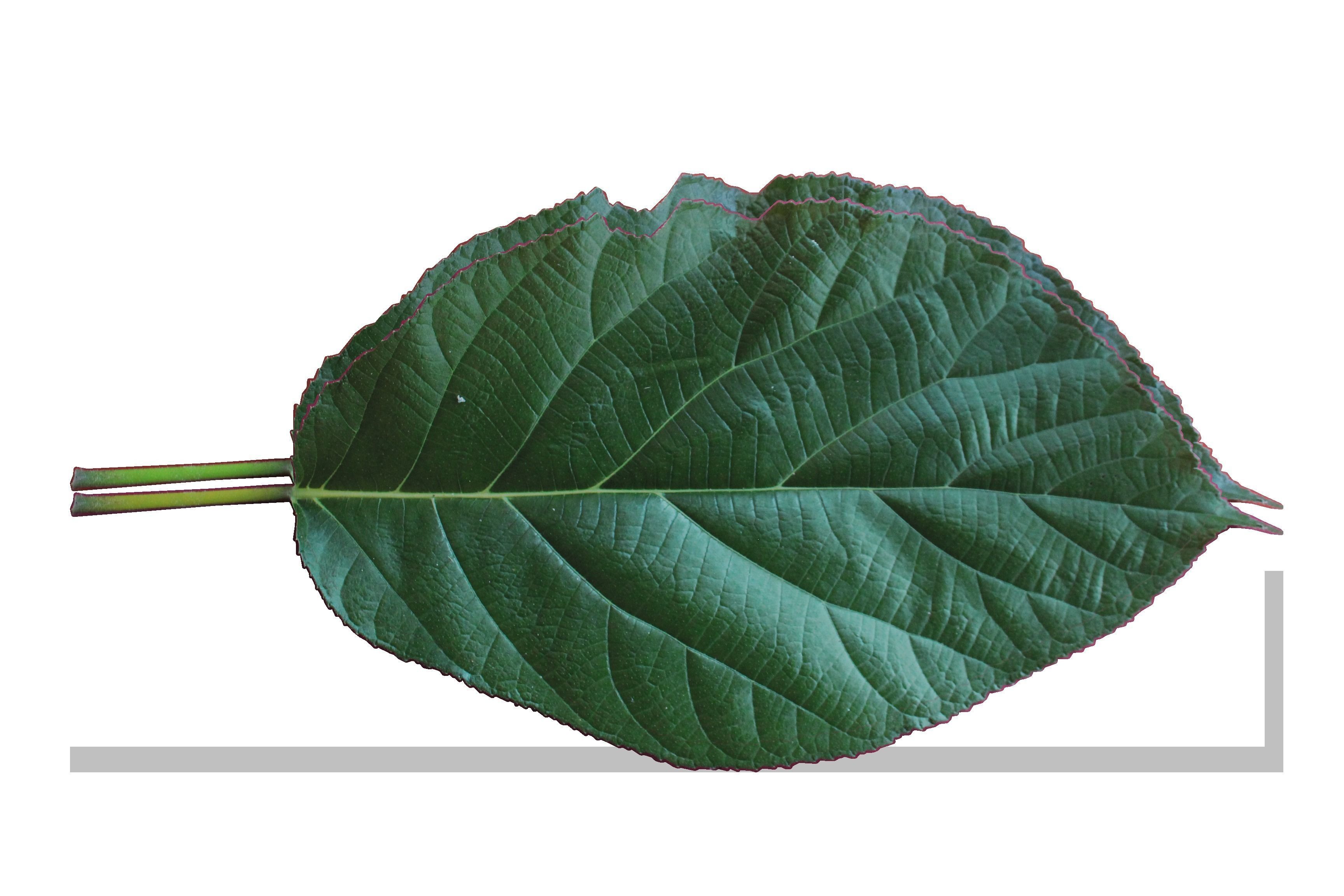 3D model Realistic Leaf Texture VR / AR / low-poly | CGTrader