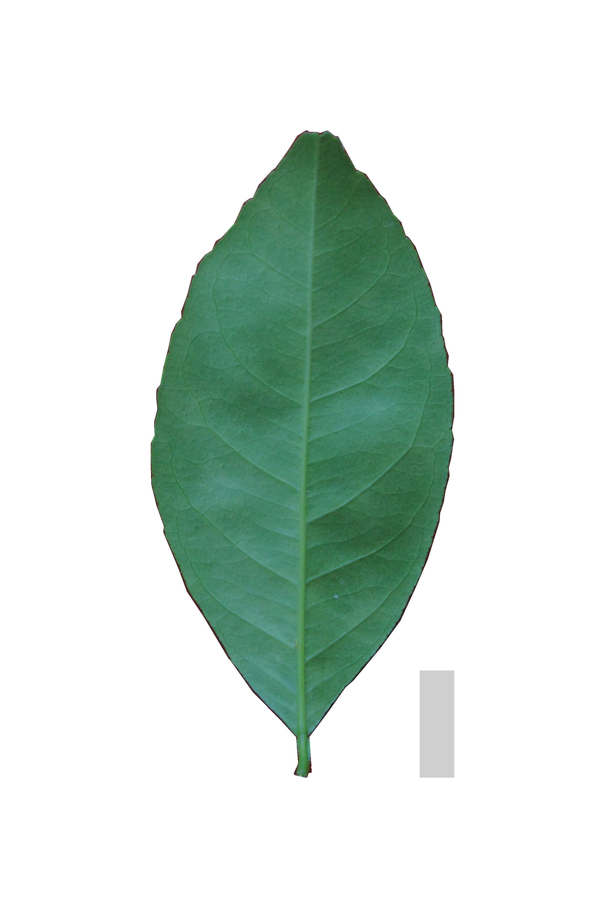 3D model Realistic Leaf Texture VR / AR / low-poly | CGTrader