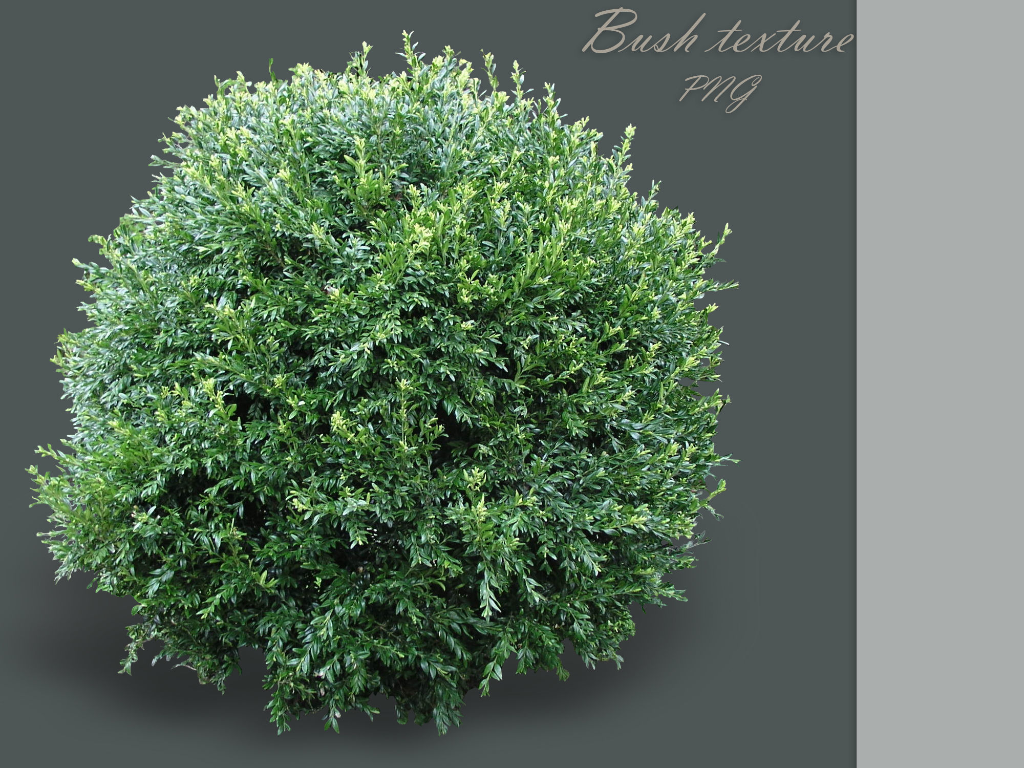 Texture Set of textures bushes PNG VR / AR / low-poly | CGTrader