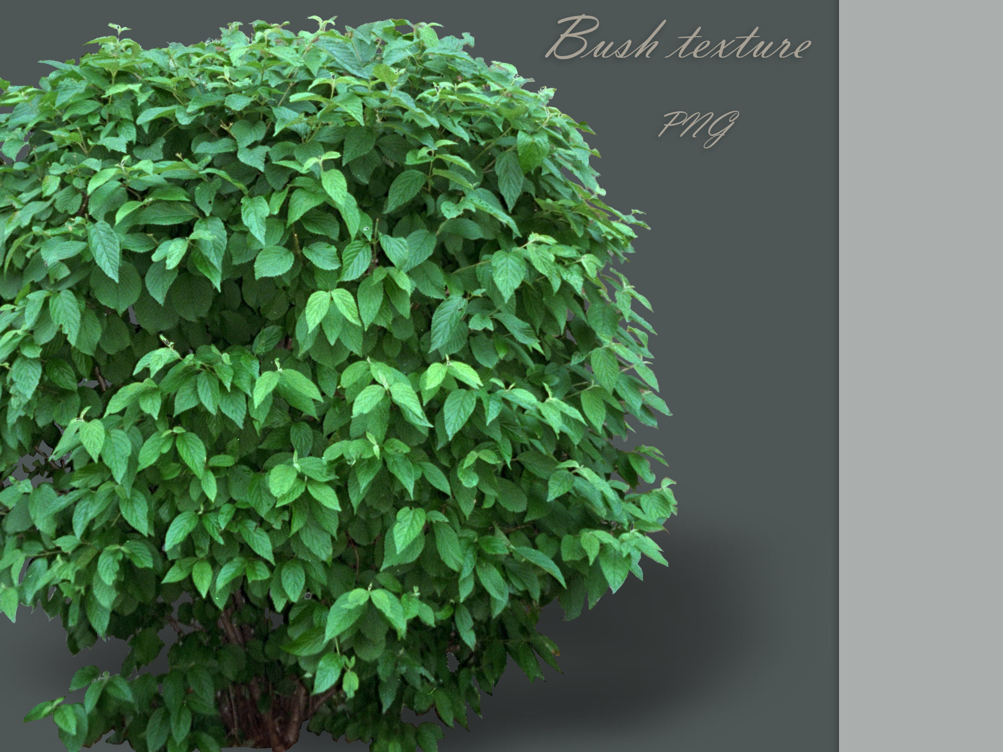 Texture Set of textures bushes PNG VR / AR / low-poly | CGTrader