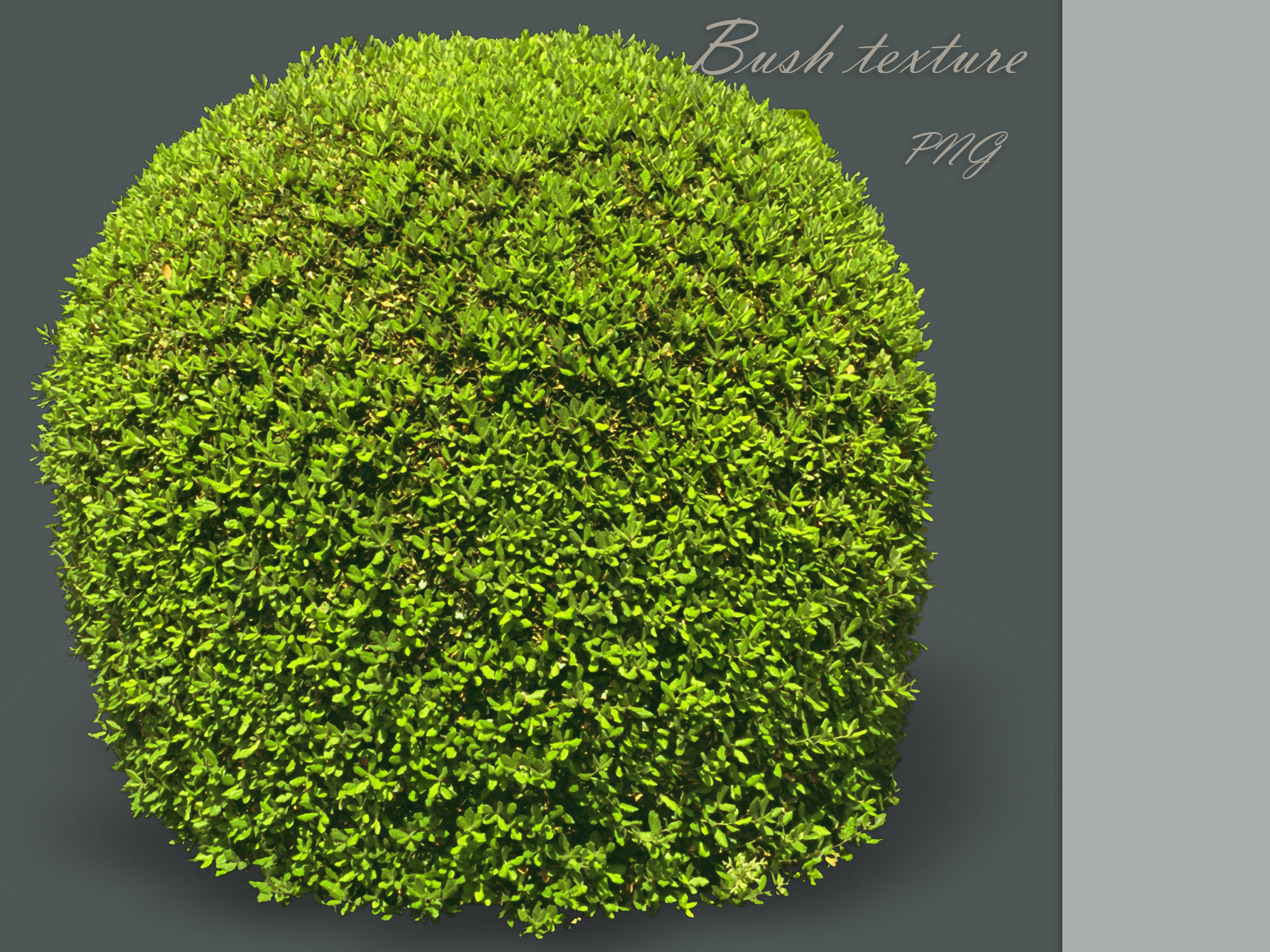 Texture Set of textures bushes PNG VR / AR / low-poly | CGTrader