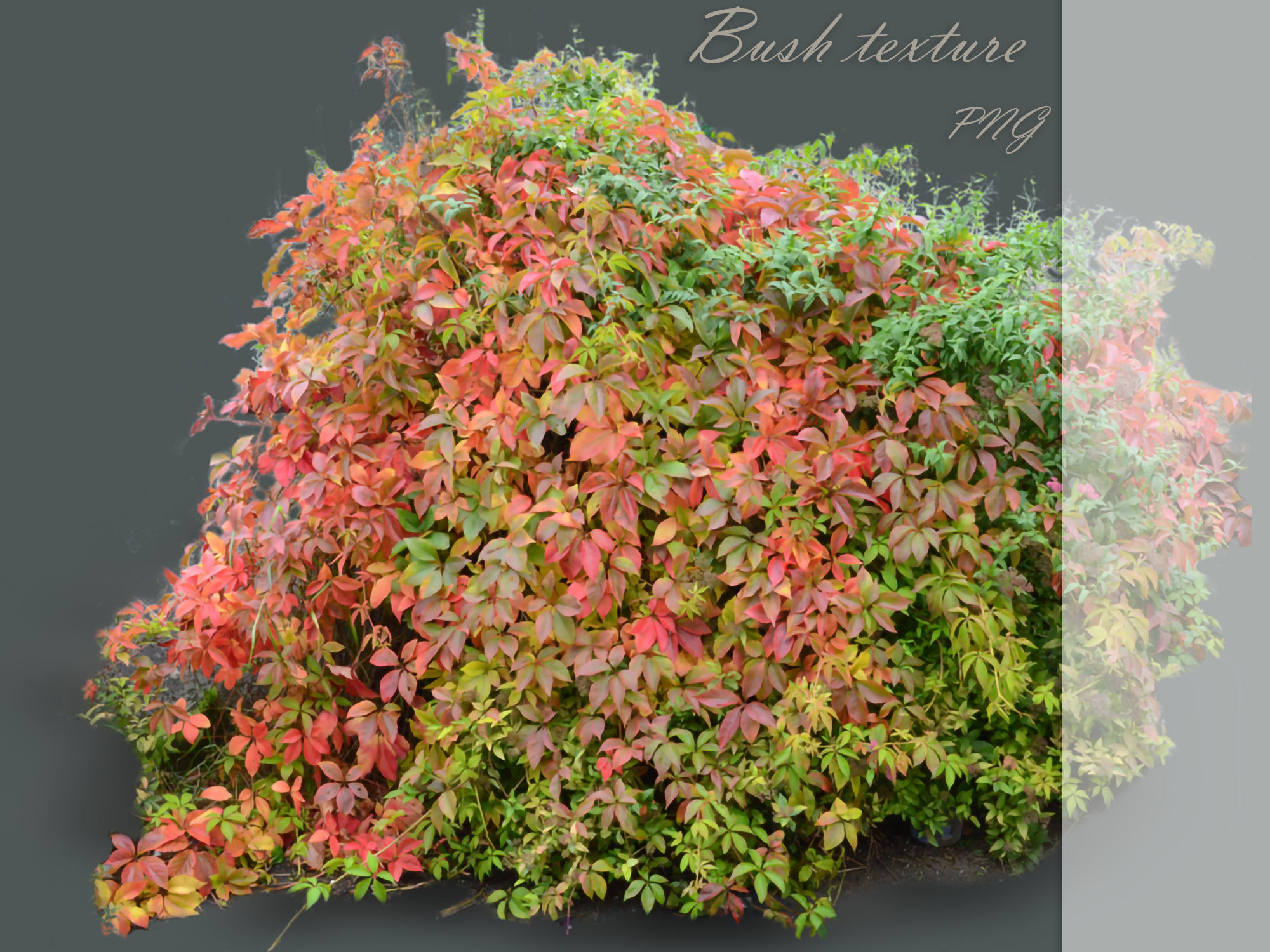 Texture Set of textures bushes PNG VR / AR / low-poly | CGTrader