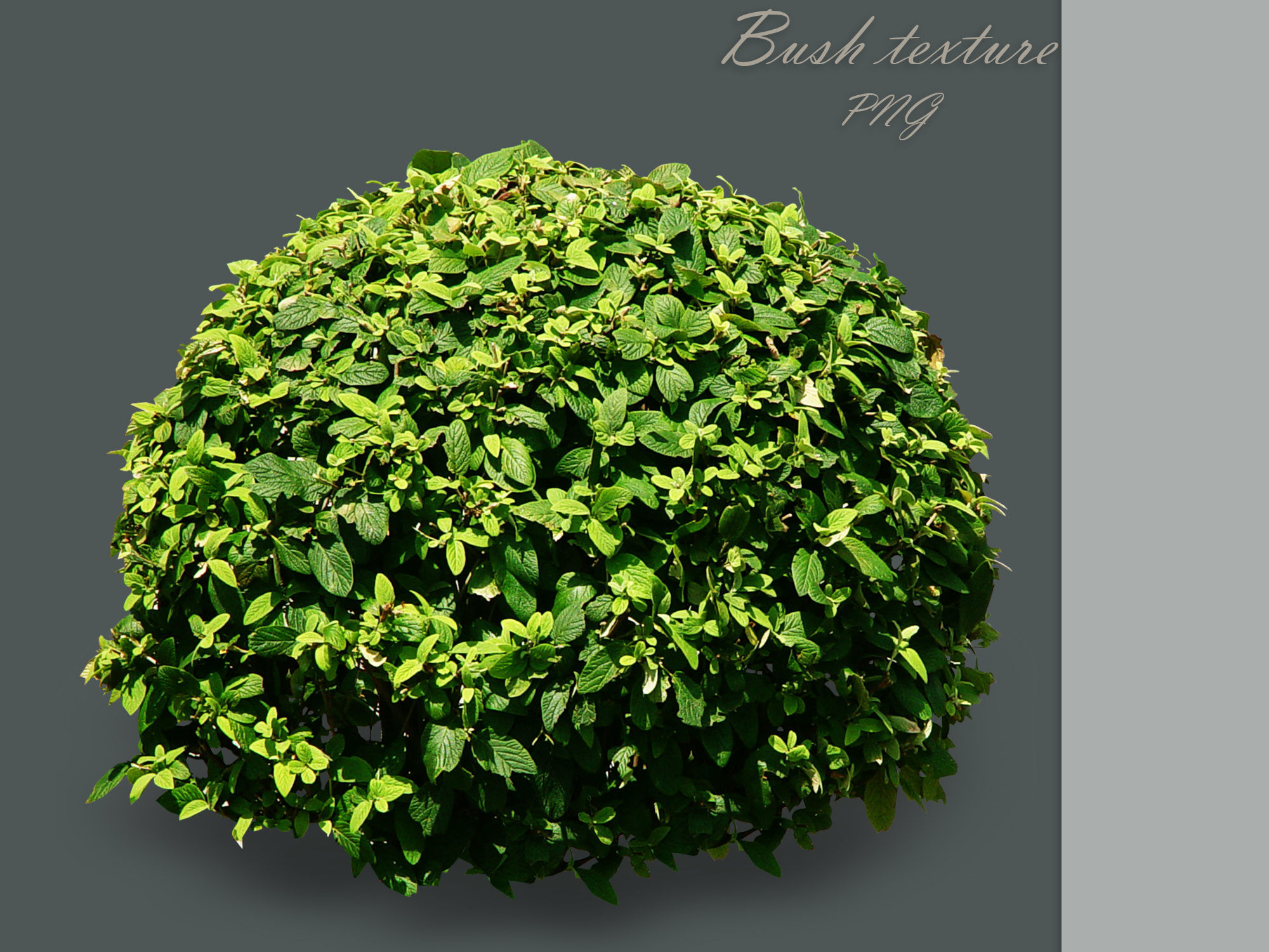 Texture Set of textures bushes PNG VR / AR / low-poly | CGTrader