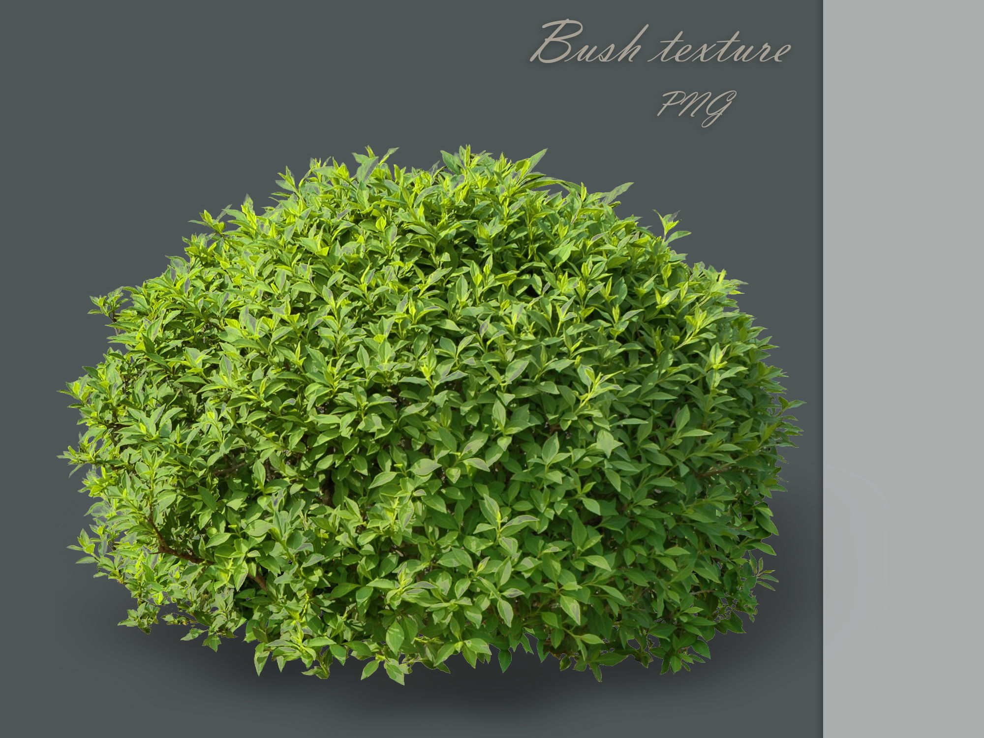Texture Set of textures bushes PNG VR / AR / low-poly | CGTrader