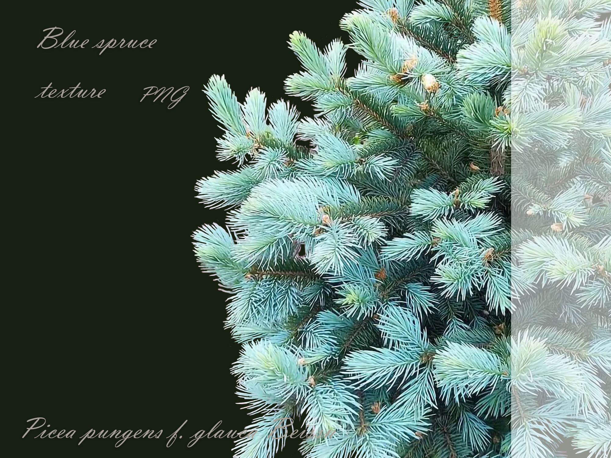 Texture Blue spruce texture PNG VR / AR / low-poly | CGTrader