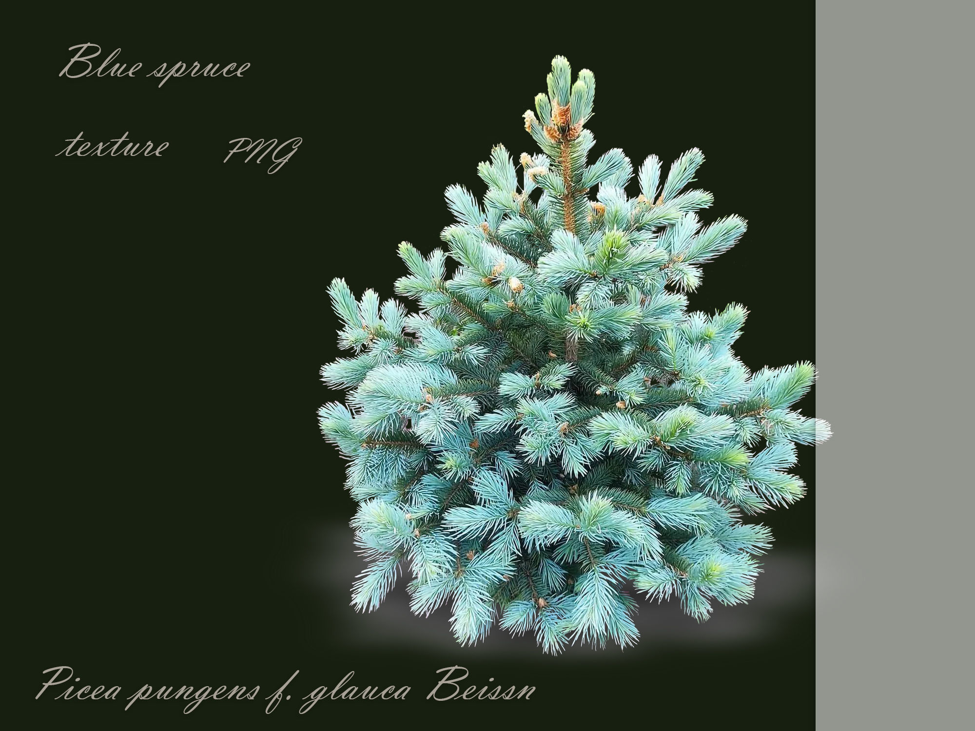 Texture Blue spruce texture PNG VR / AR / low-poly | CGTrader