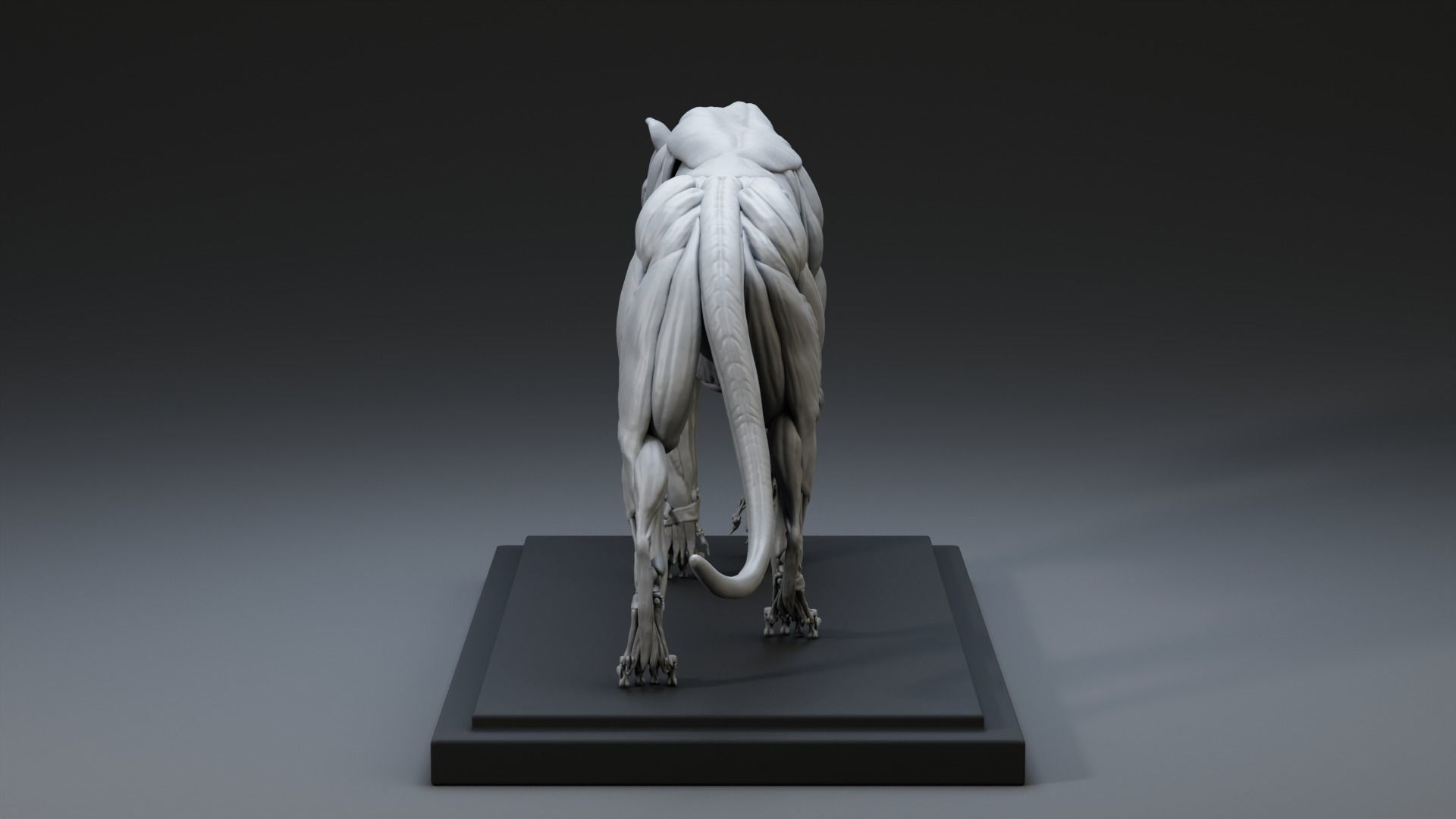 Tiger Ecorche Pose free 3D model | CGTrader