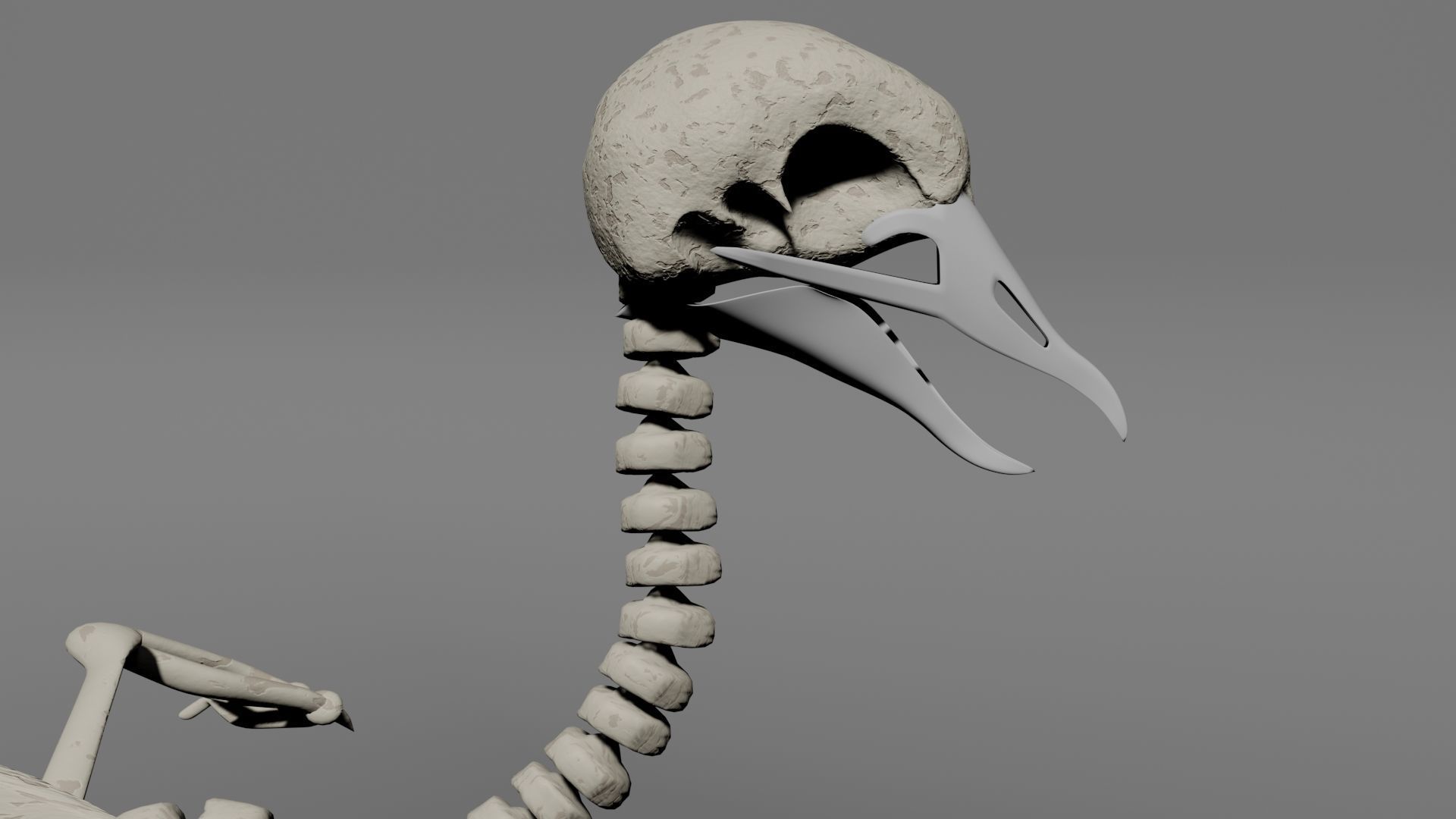 bird skeleton 3D model | CGTrader