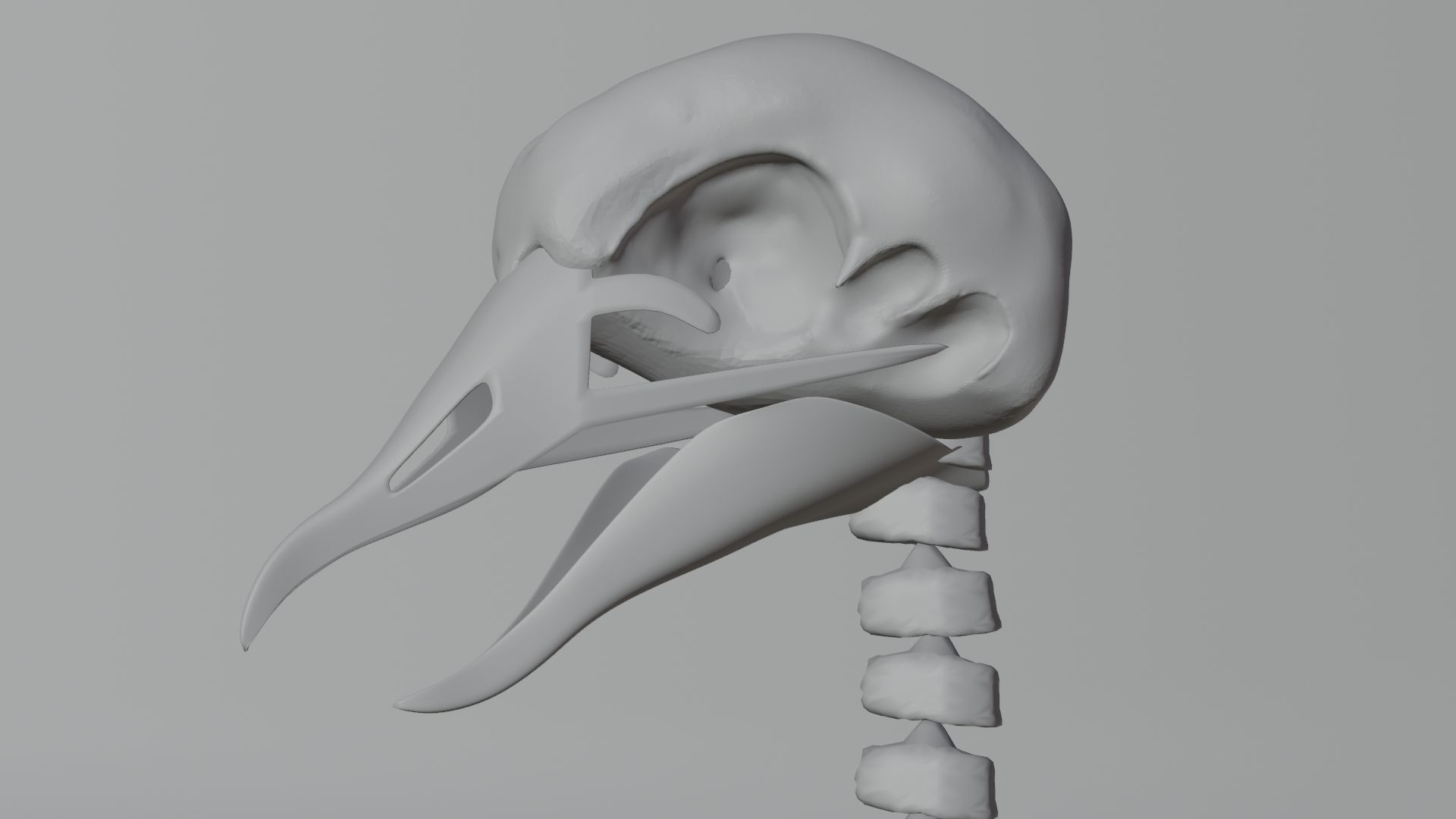 bird skeleton 3D model | CGTrader