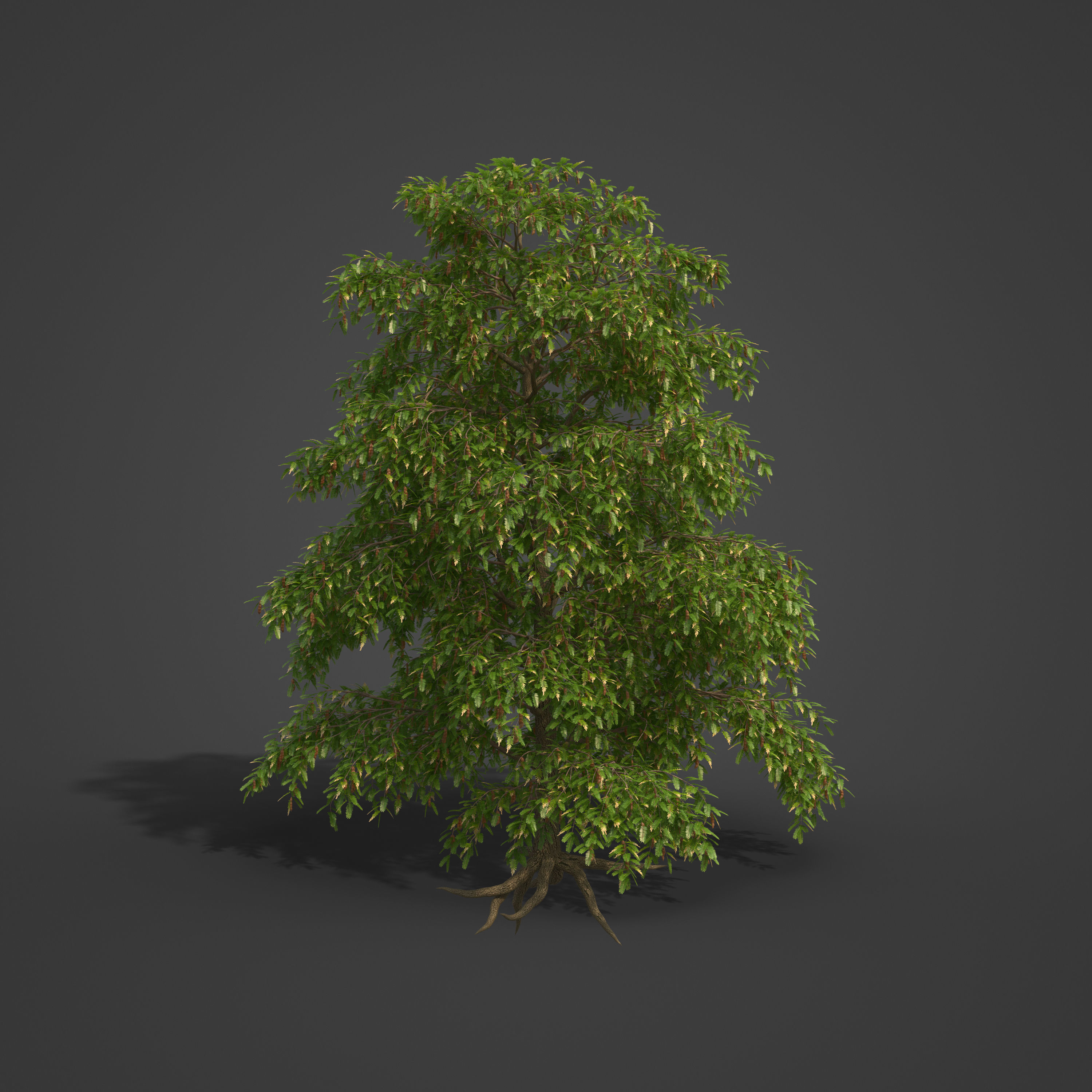 2021 PBR Tamarind Collection - Tamarindus Indica 3D model | CGTrader