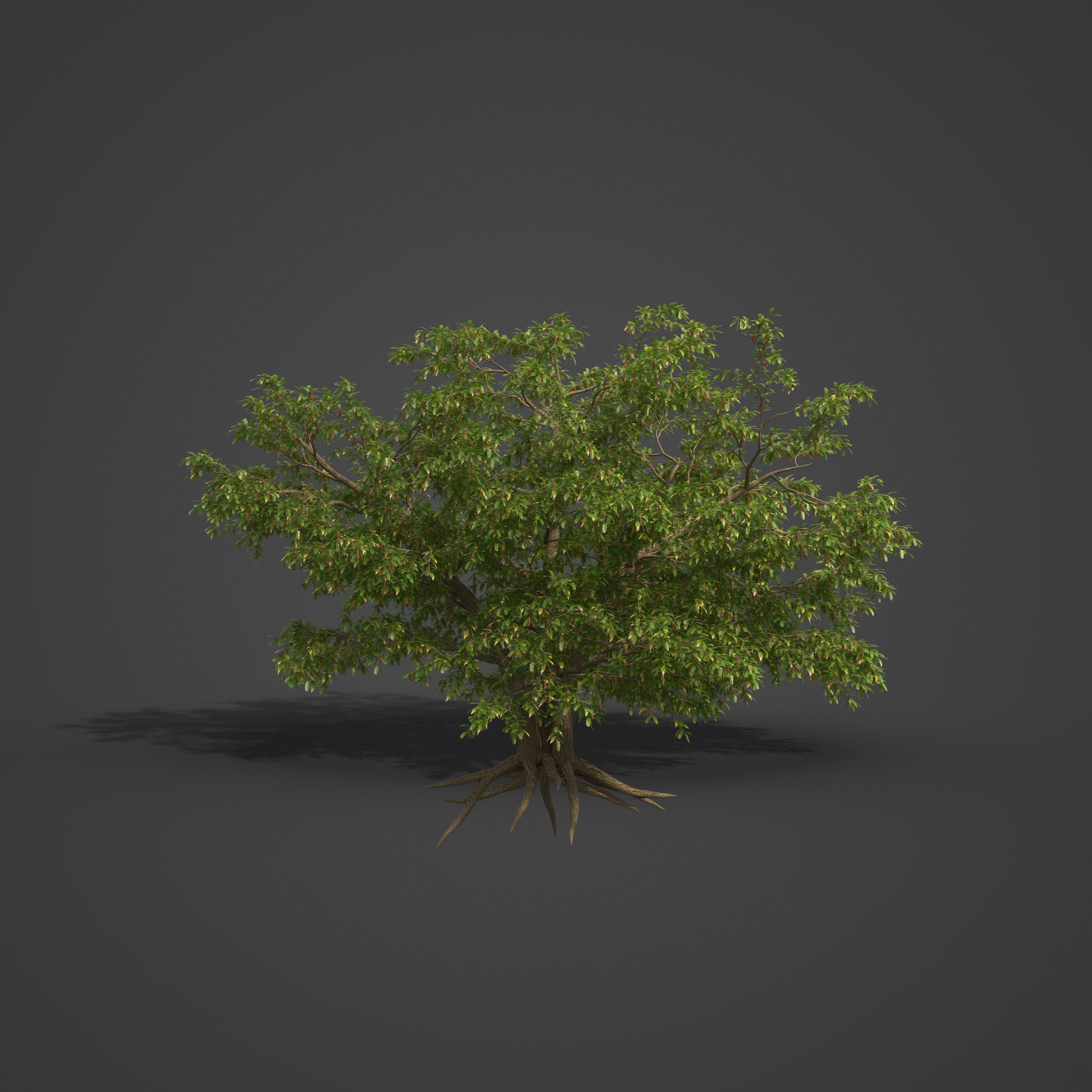 2021 PBR Tamarind Collection - Tamarindus Indica 3D model | CGTrader