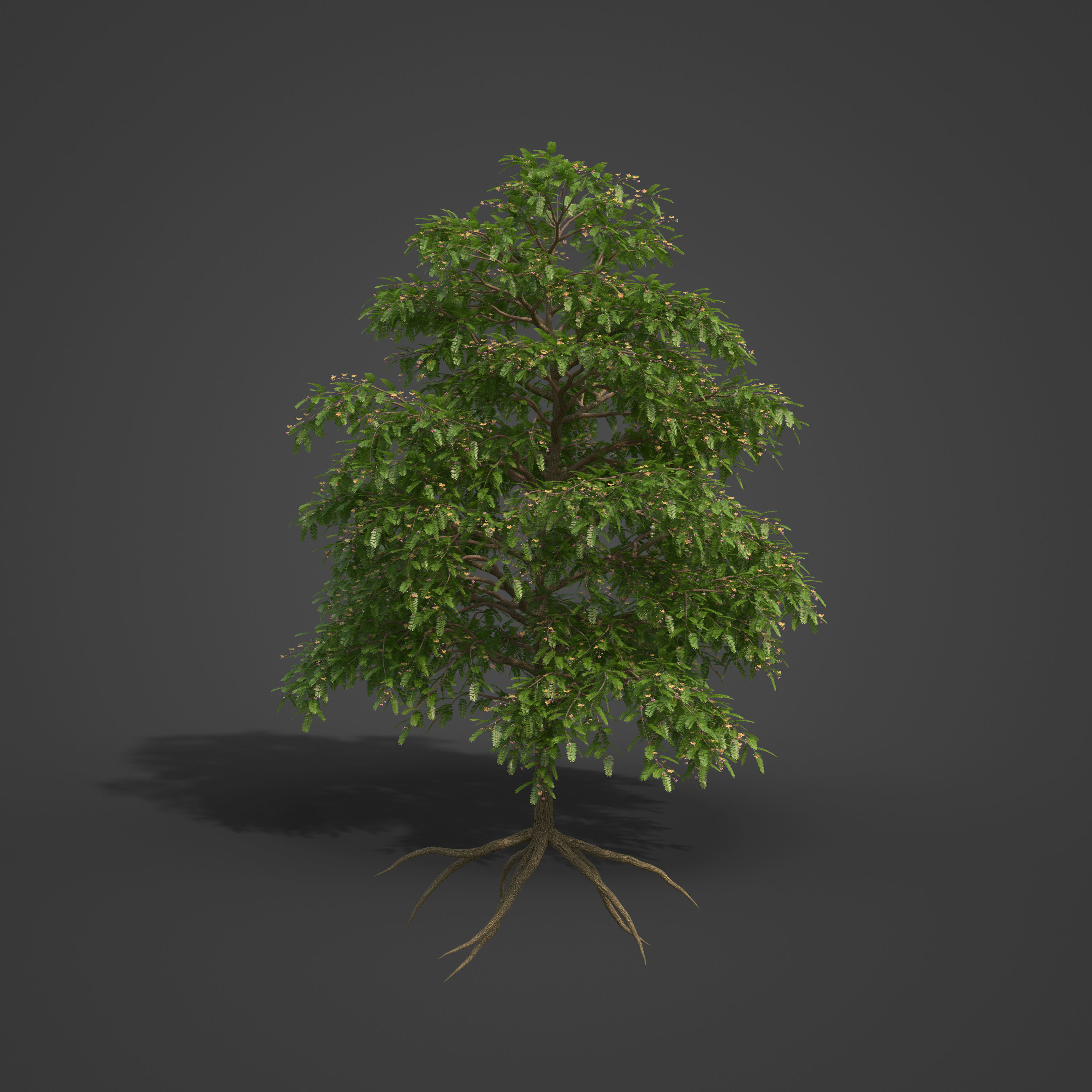 2021 PBR Tamarind Collection - Tamarindus Indica 3D model | CGTrader