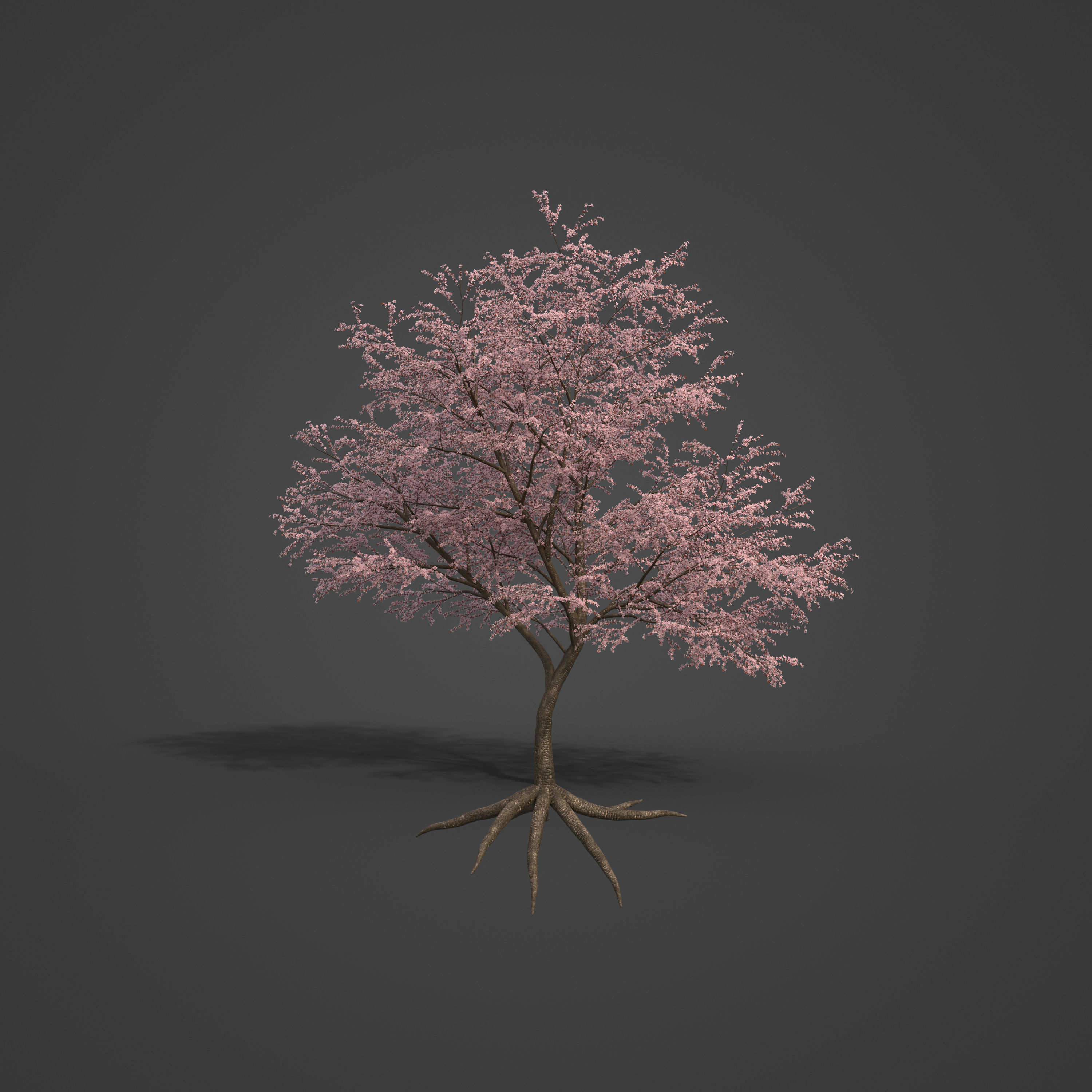 2021 PBR Pissardii Cherry Plum Collection - Prunus Cerasifera 3D model ...