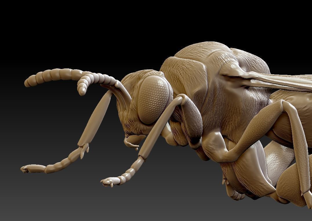 Honey bee 3D model 3D printable | CGTrader