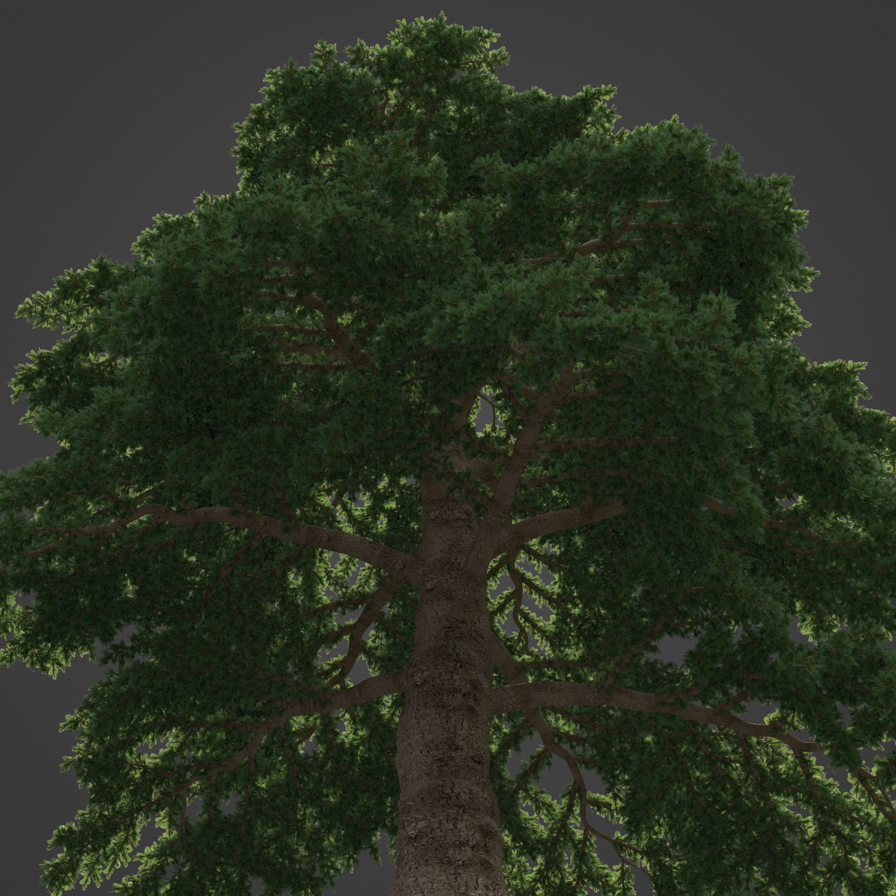 2021 PBR Lebanon Cedar Collection - Cedrus Libani 3D model | CGTrader