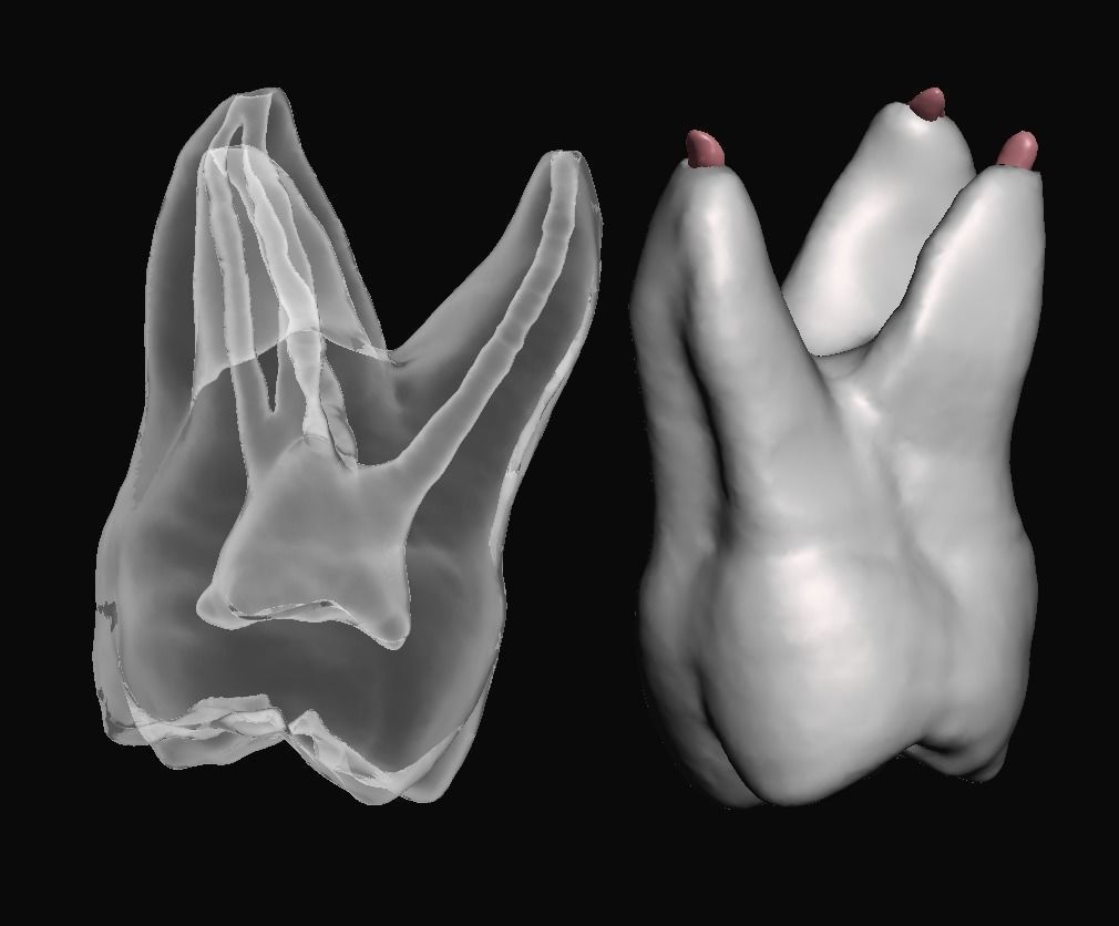 Maxillary first molar with pulp 3D model 3D printable | CGTrader