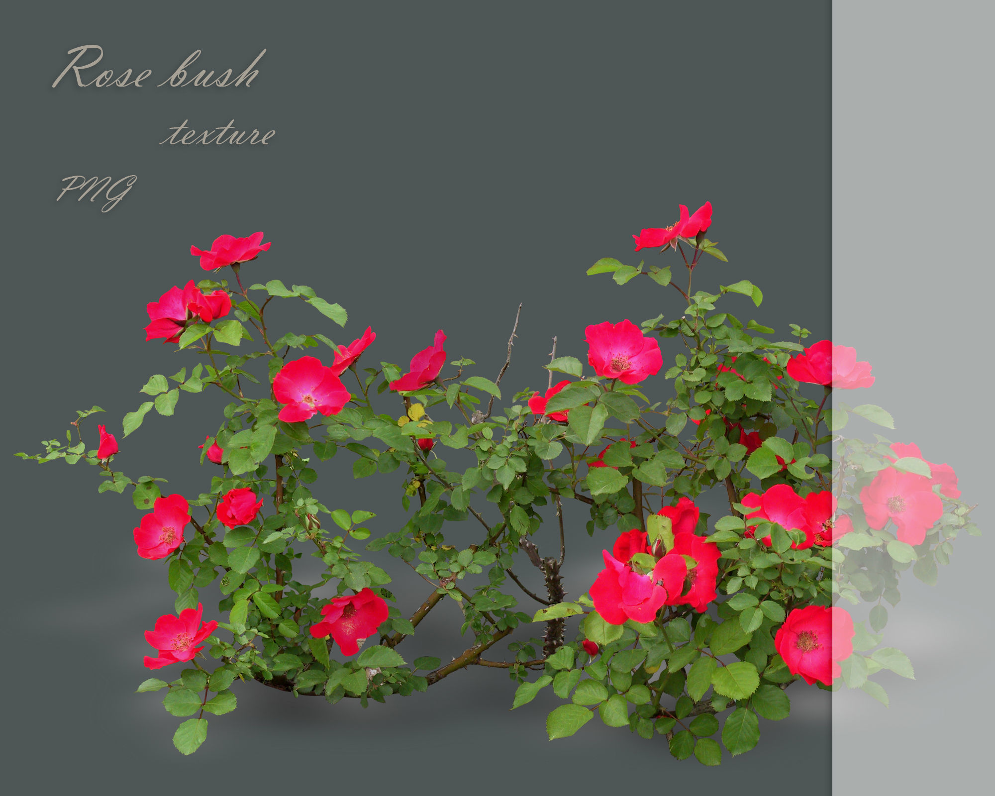 Texture A set of textures of rose bushes PNG VR / AR / low-poly | CGTrader