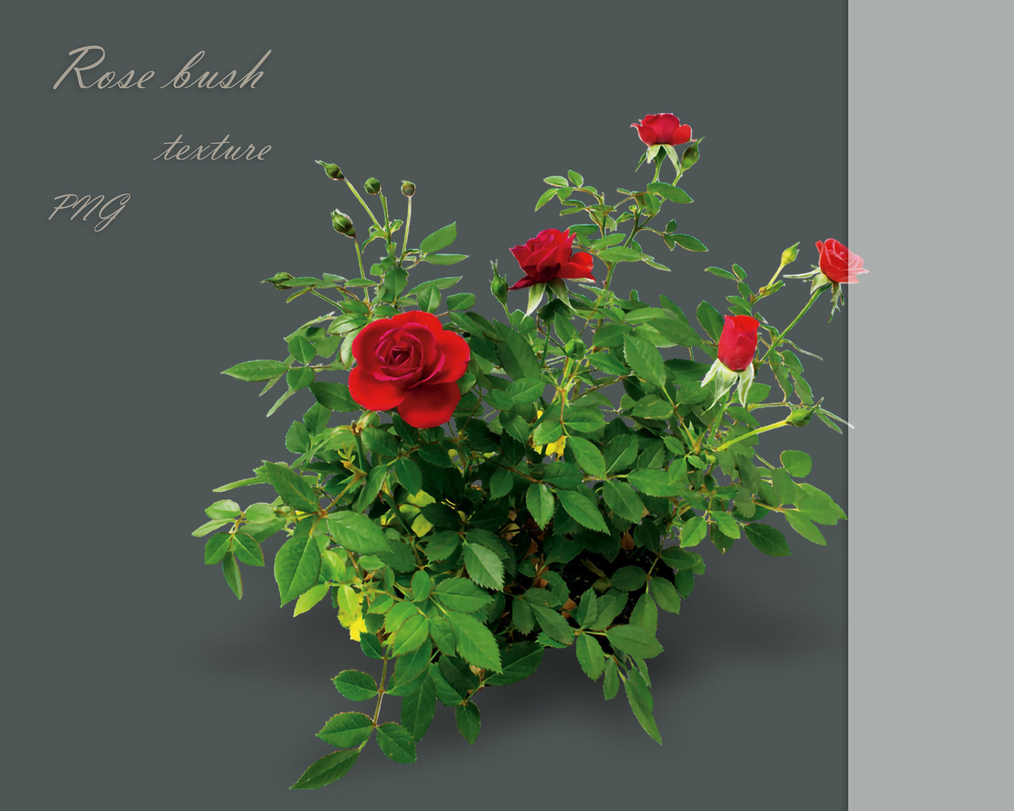 Texture A set of textures of rose bushes PNG VR / AR / low-poly | CGTrader