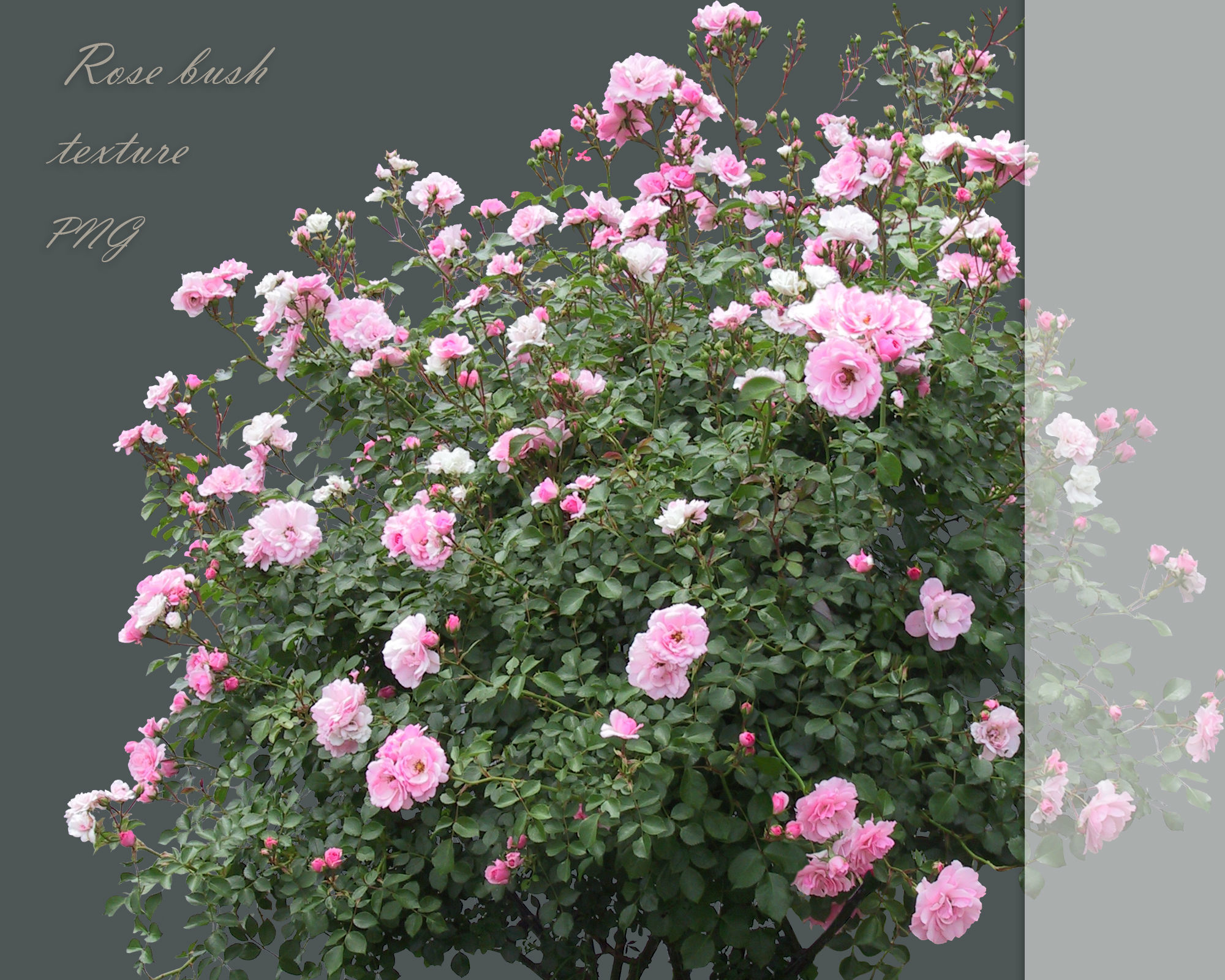 Texture A set of textures of rose bushes PNG VR / AR / low-poly | CGTrader