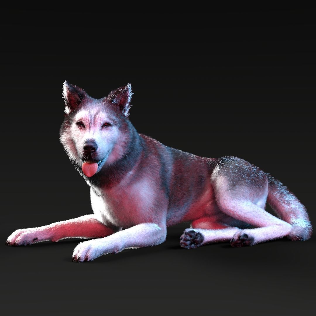 3D model Photo realistic looking Dog VR / AR / low-poly | CGTrader