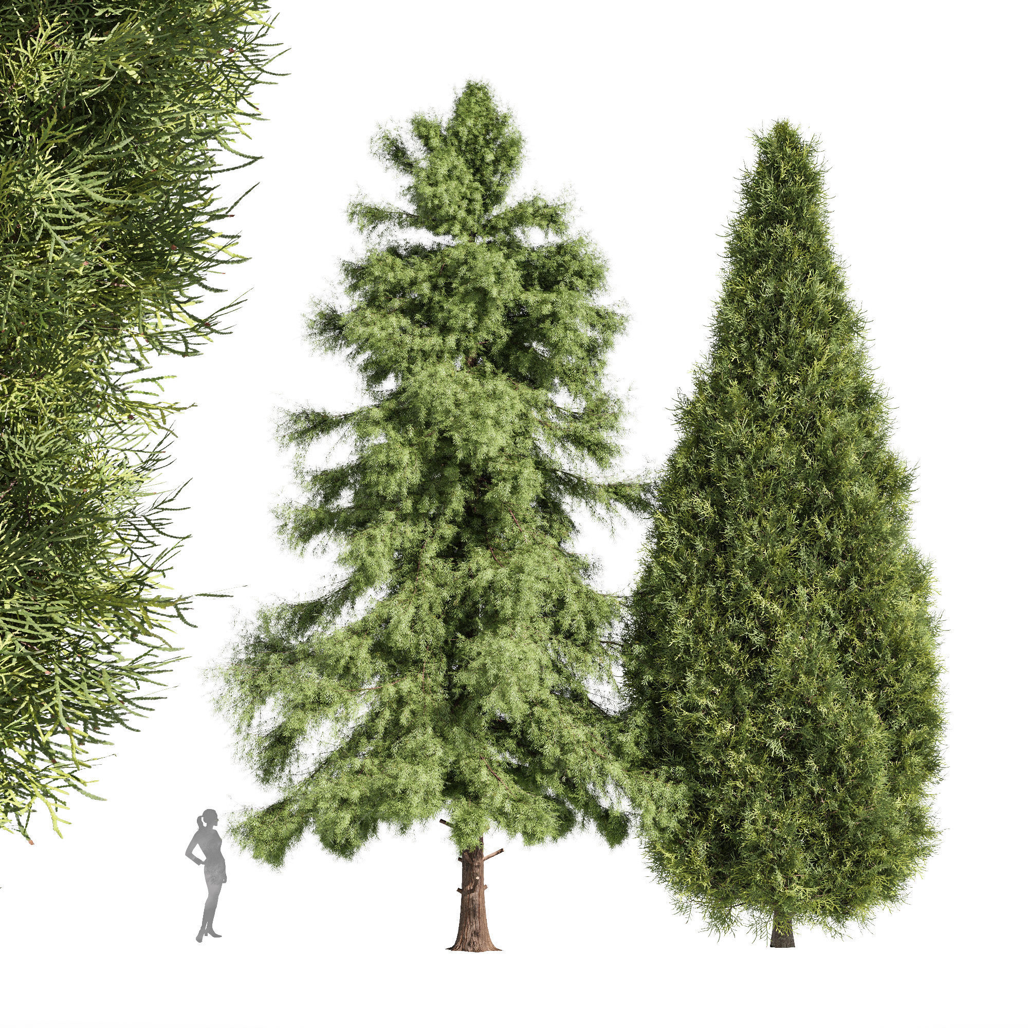 2diffrent tree Alaska cedar Rocky Mountain Juniper 3D model | CGTrader