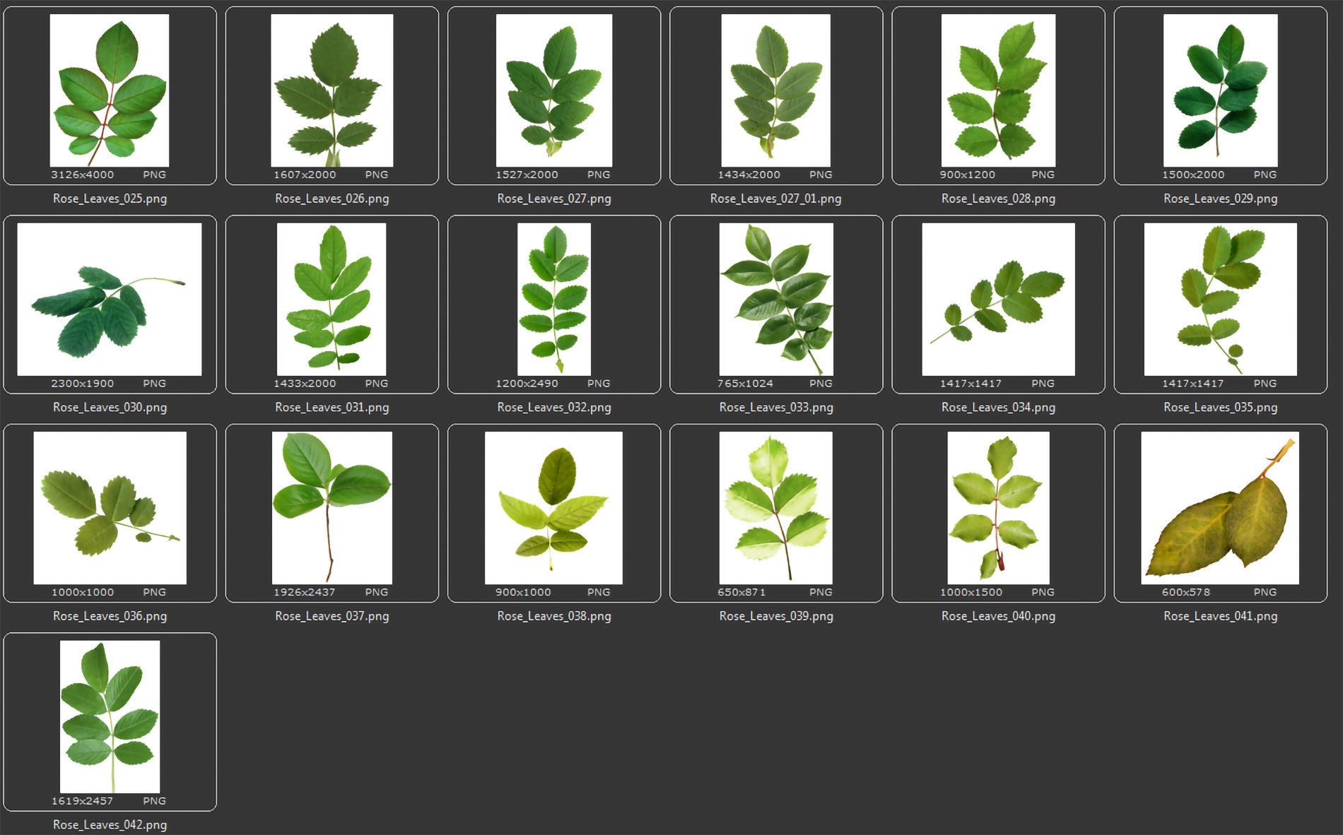 Texture A set of textures of rose Leaves PNG VR / AR / low-poly | CGTrader