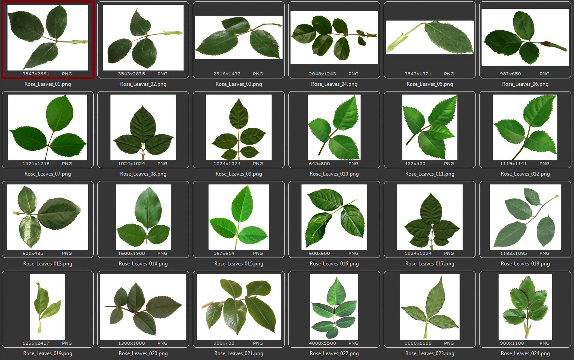 Texture A set of textures of rose Leaves PNG VR / AR / low-poly | CGTrader
