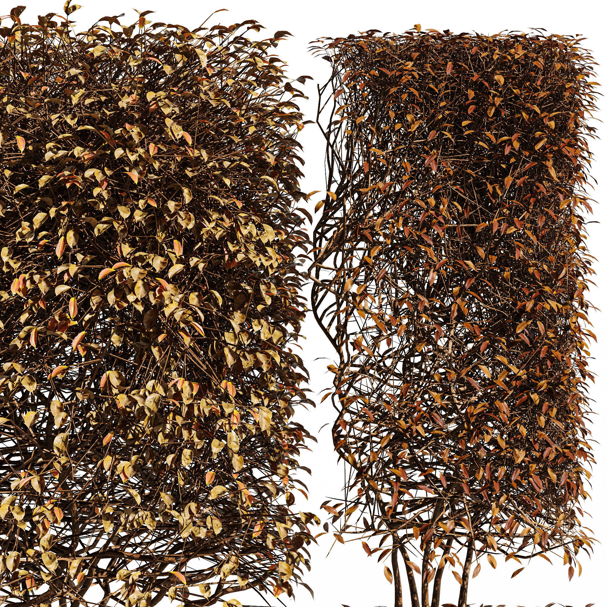 4diffrent bush Dwarf Yaupon Holly Box Spherical Cone Winter free 3D ...