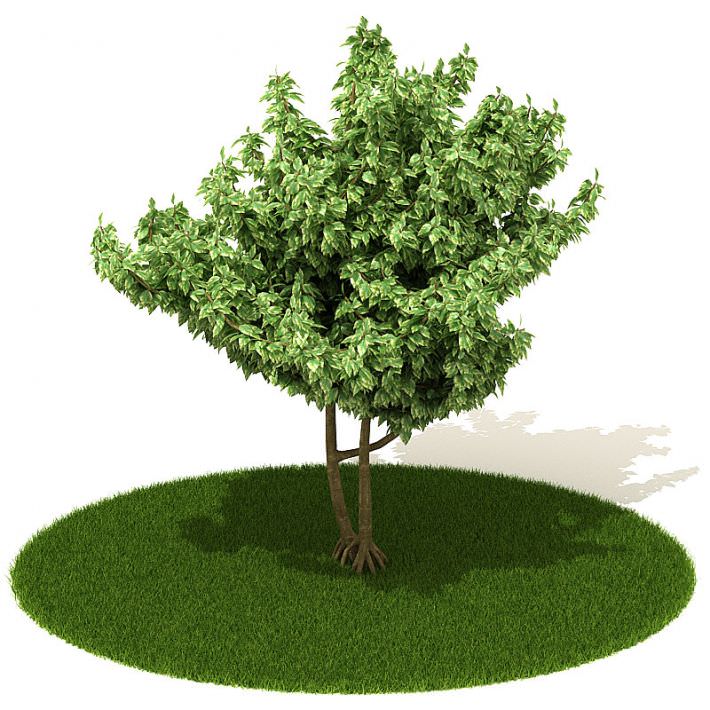 Medium Tree Two Trunks 3D model | CGTrader