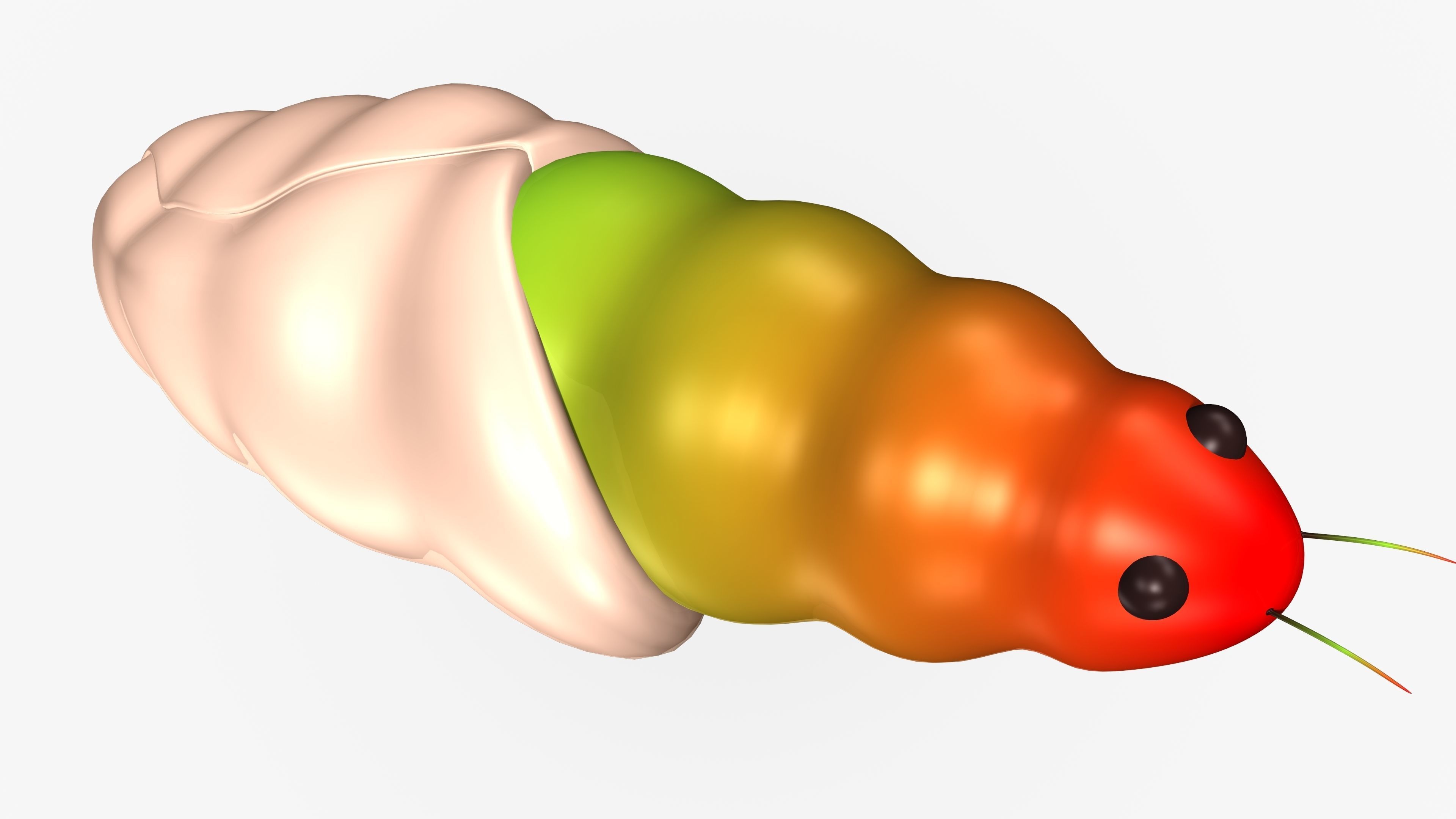 butterfly life cycle anatomy 3D model | CGTrader