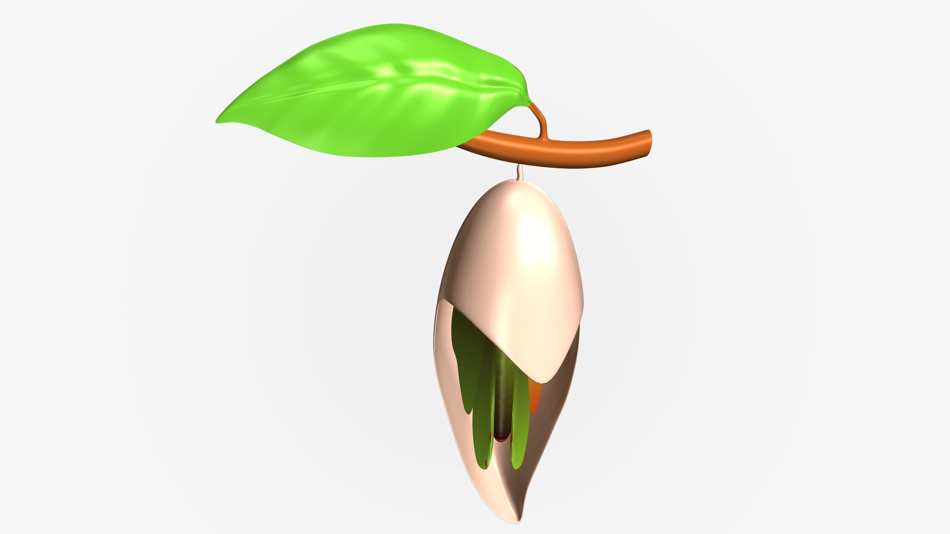 butterfly life cycle anatomy 3D model | CGTrader