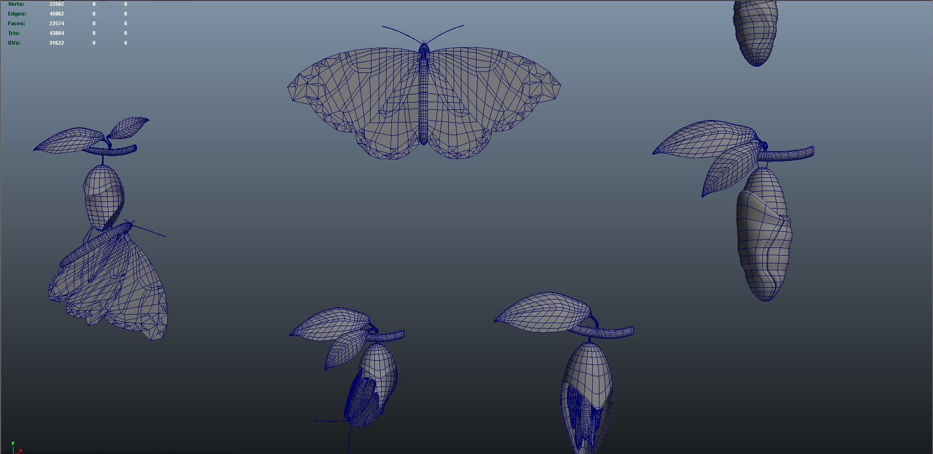 butterfly life cycle anatomy 3D model | CGTrader