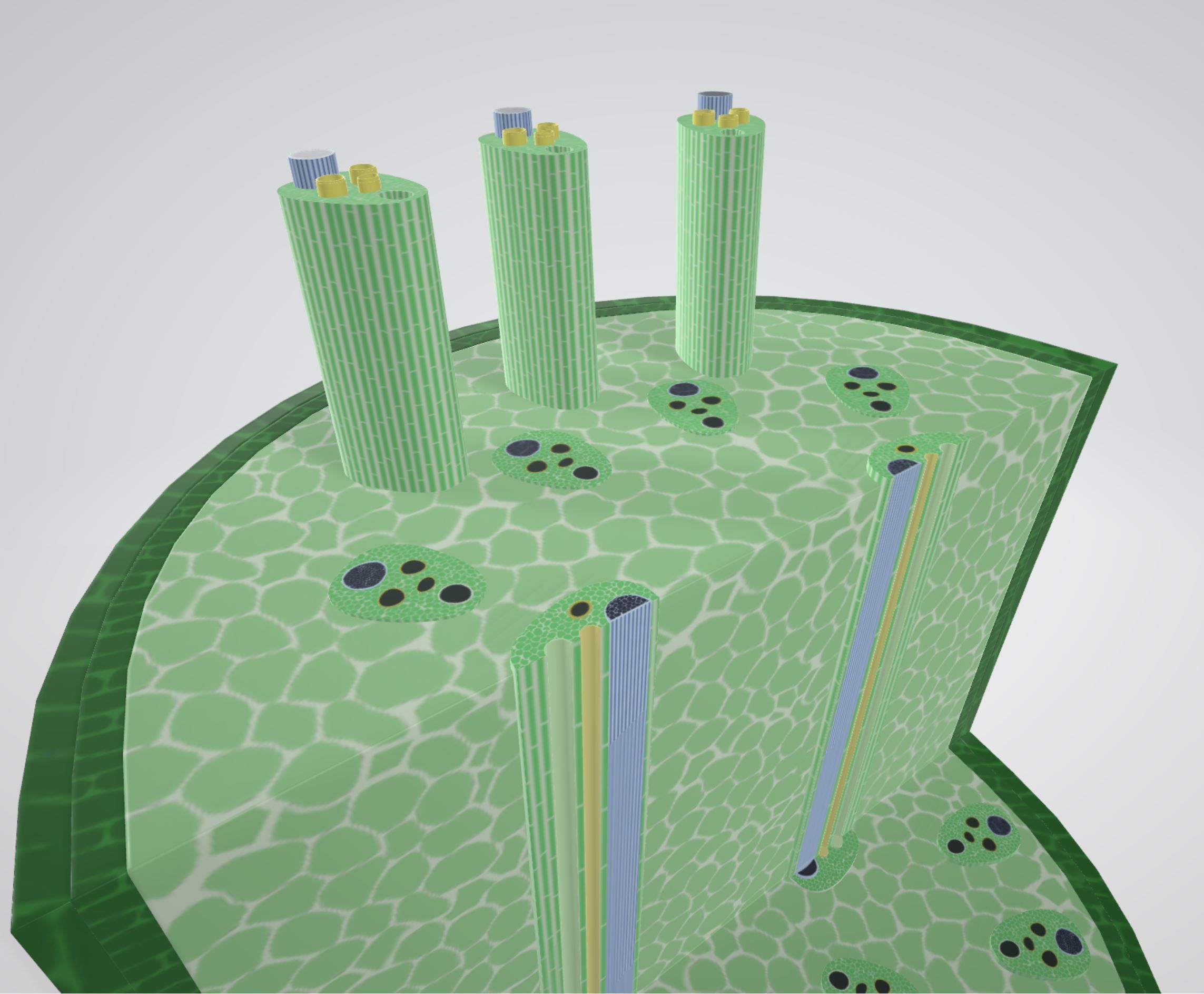monocot stems have scattered vascular bundles 3D model | CGTrader