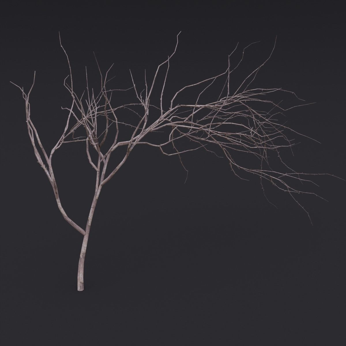 3D model Thin Branch VR / AR / low-poly | CGTrader