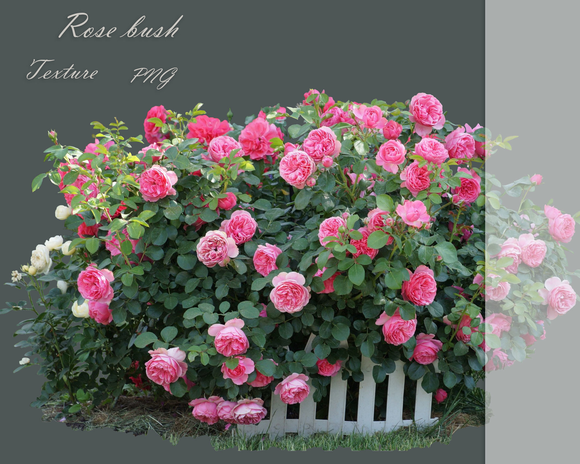 Texture Rose Pink bush on the texture PNG VR / AR / low-poly | CGTrader