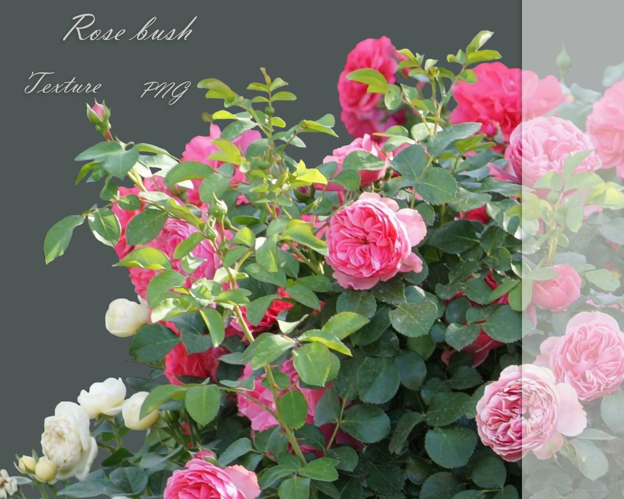 Texture Rose Pink bush on the texture PNG VR / AR / low-poly | CGTrader