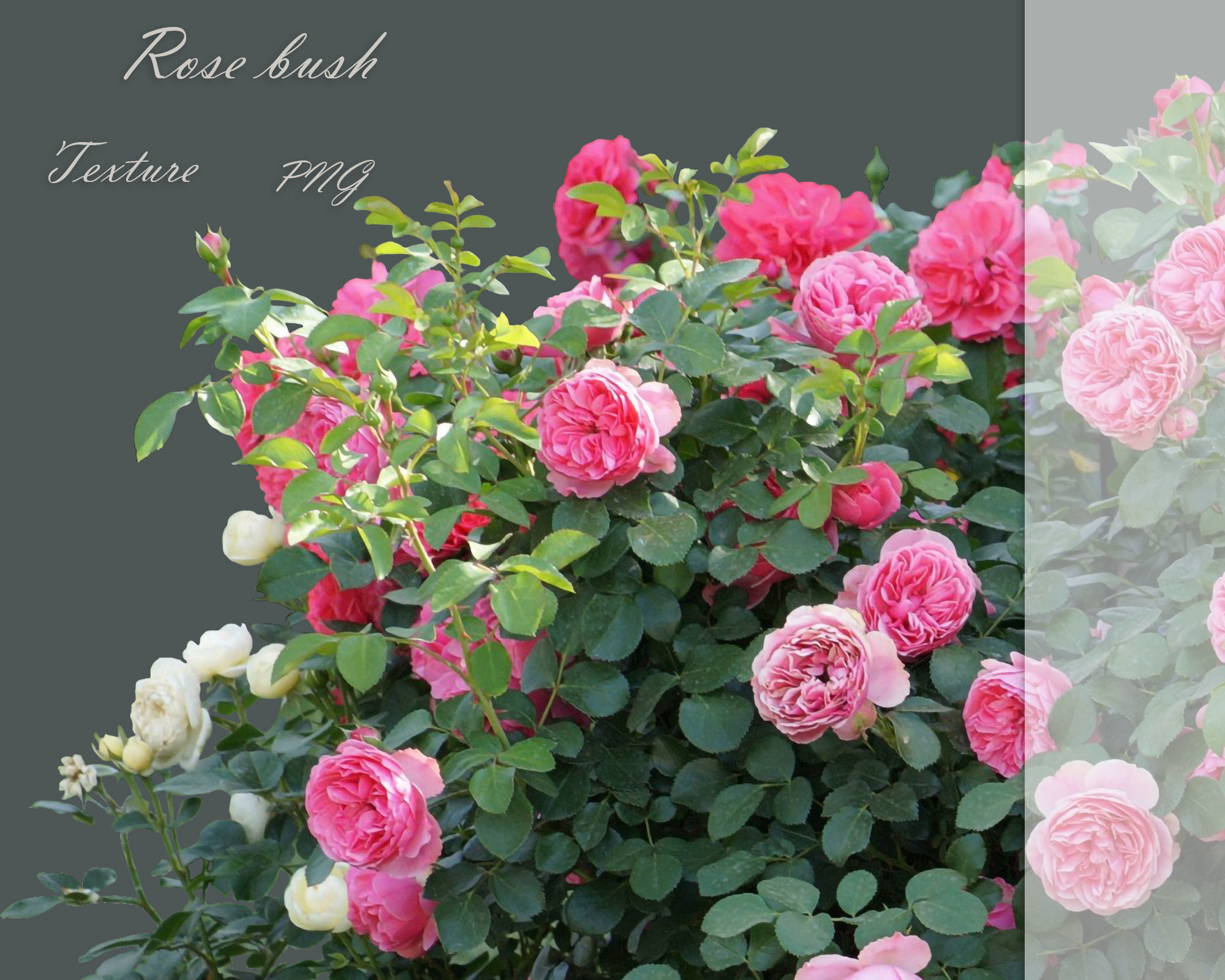 Texture Rose Pink bush on the texture PNG VR / AR / low-poly | CGTrader