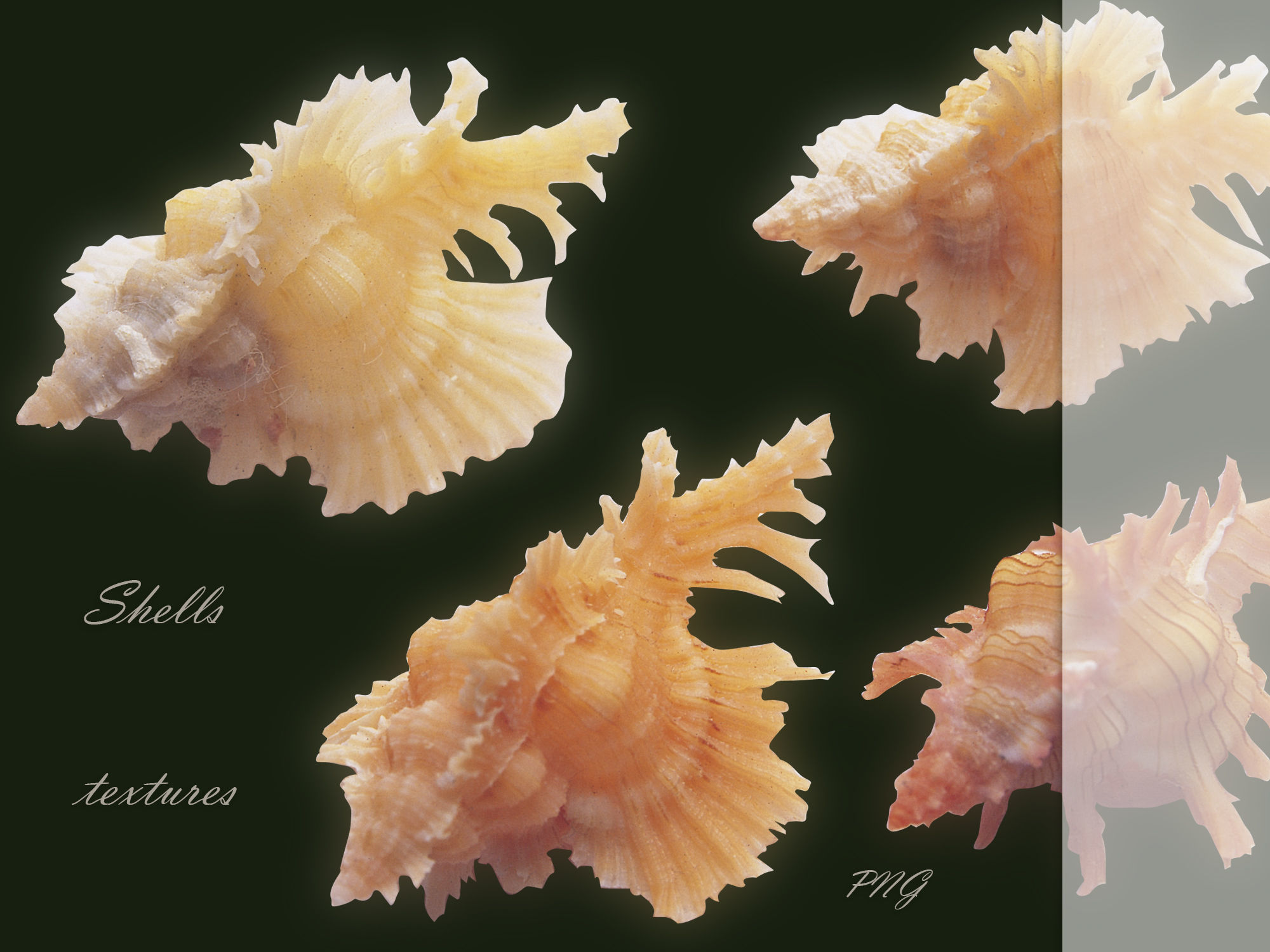 A set of Shells textures PNG free VR / AR / low-poly Texture | CGTrader