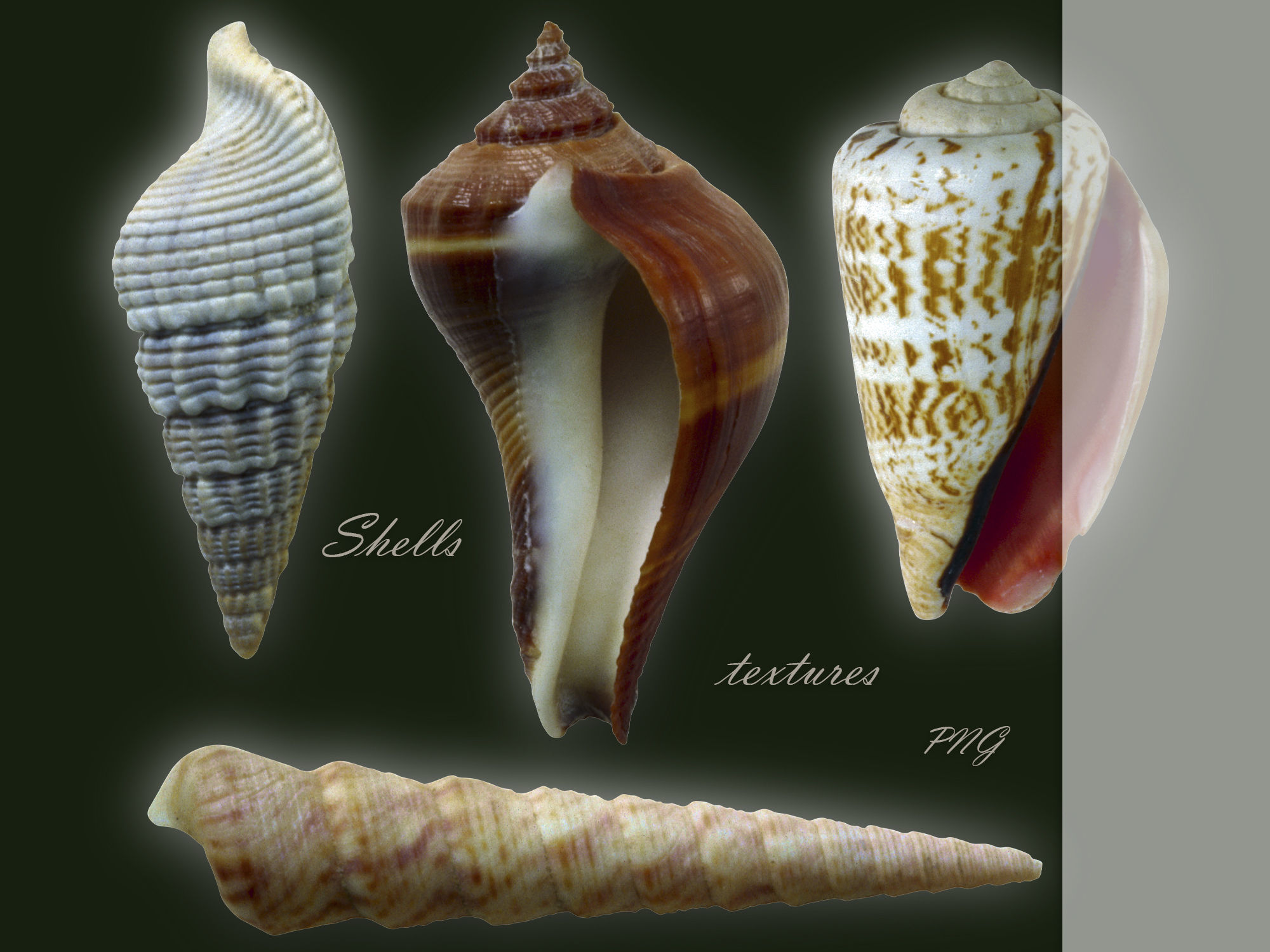 A set of Shells textures PNG free VR / AR / low-poly Texture | CGTrader