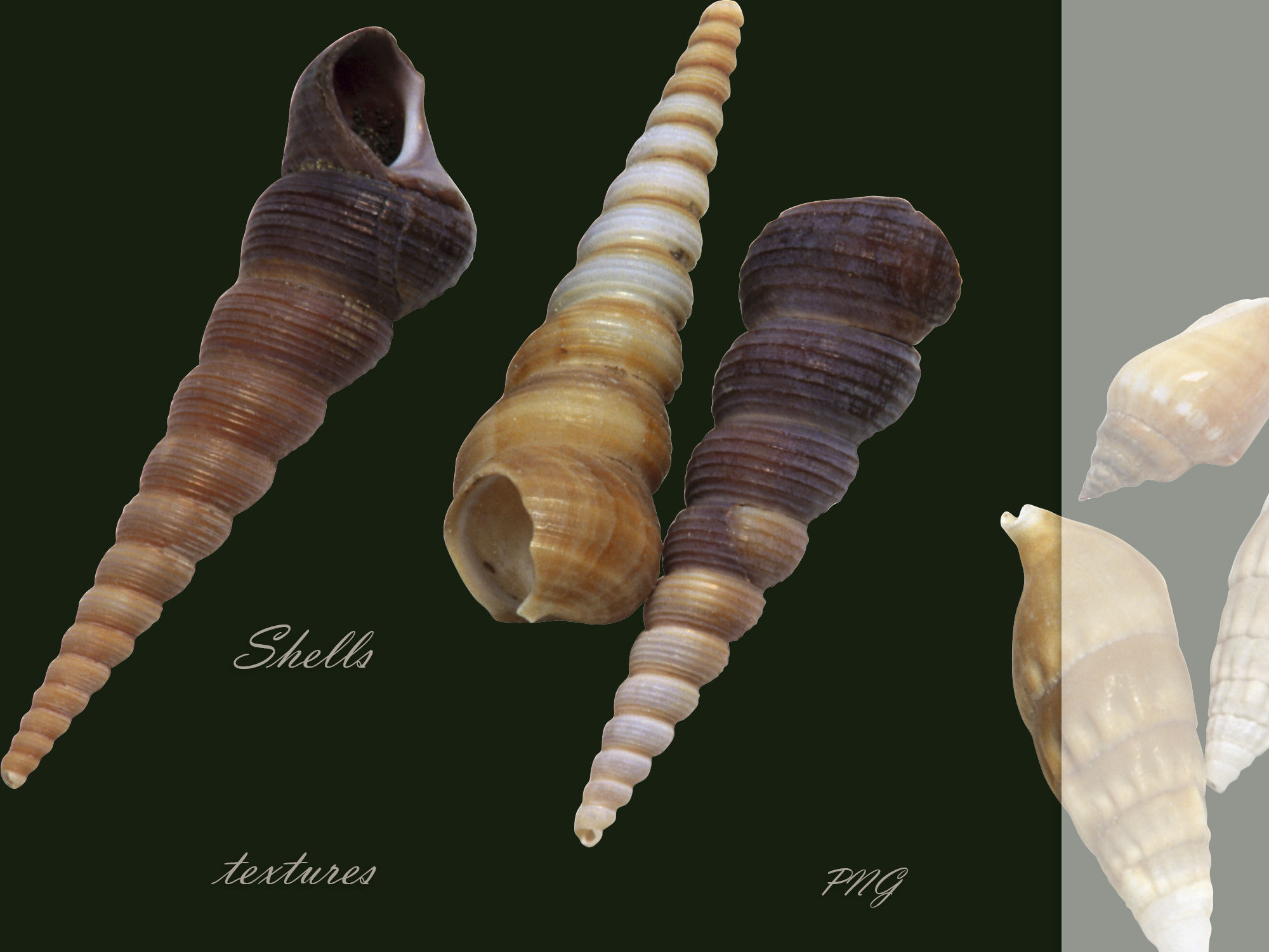 A set of Shells textures PNG free VR / AR / low-poly Texture | CGTrader