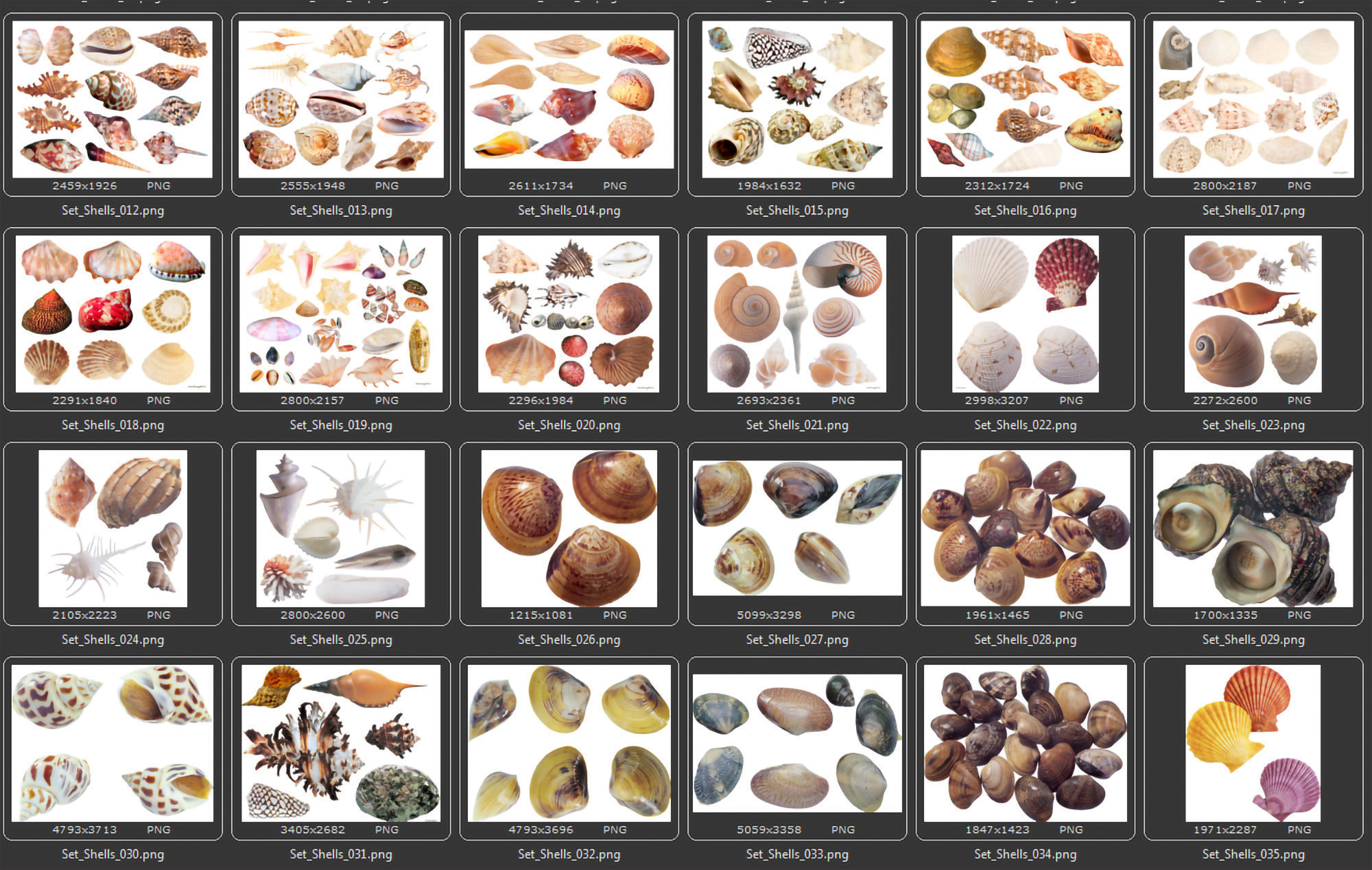 A set of Shells textures PNG free VR / AR / low-poly Texture | CGTrader
