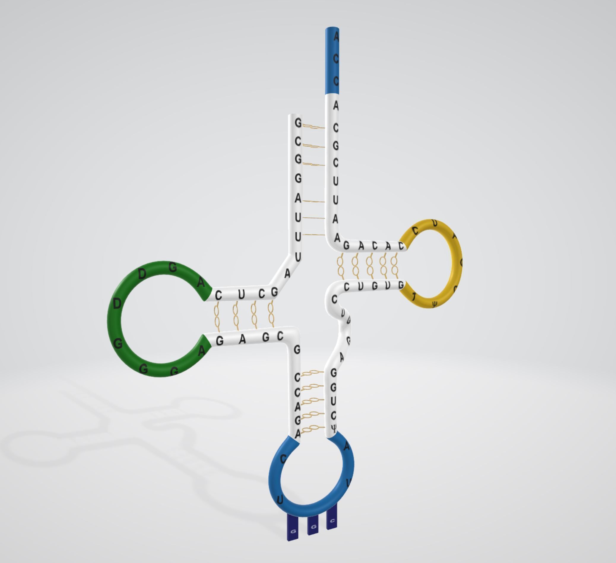 tRNA Structure 3D model | CGTrader