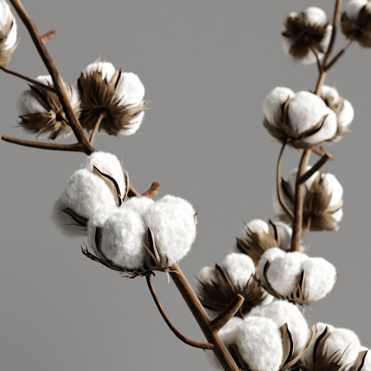 A bouquet of cotton 3D model | CGTrader