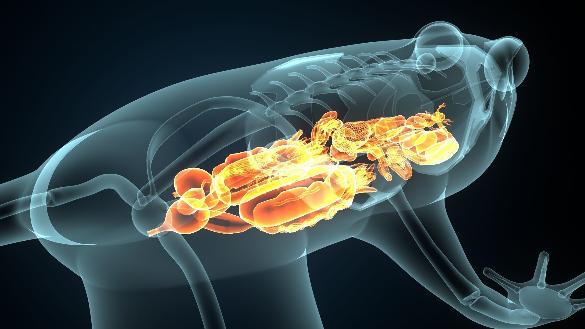 blue female frog anatomy system 3D model | CGTrader