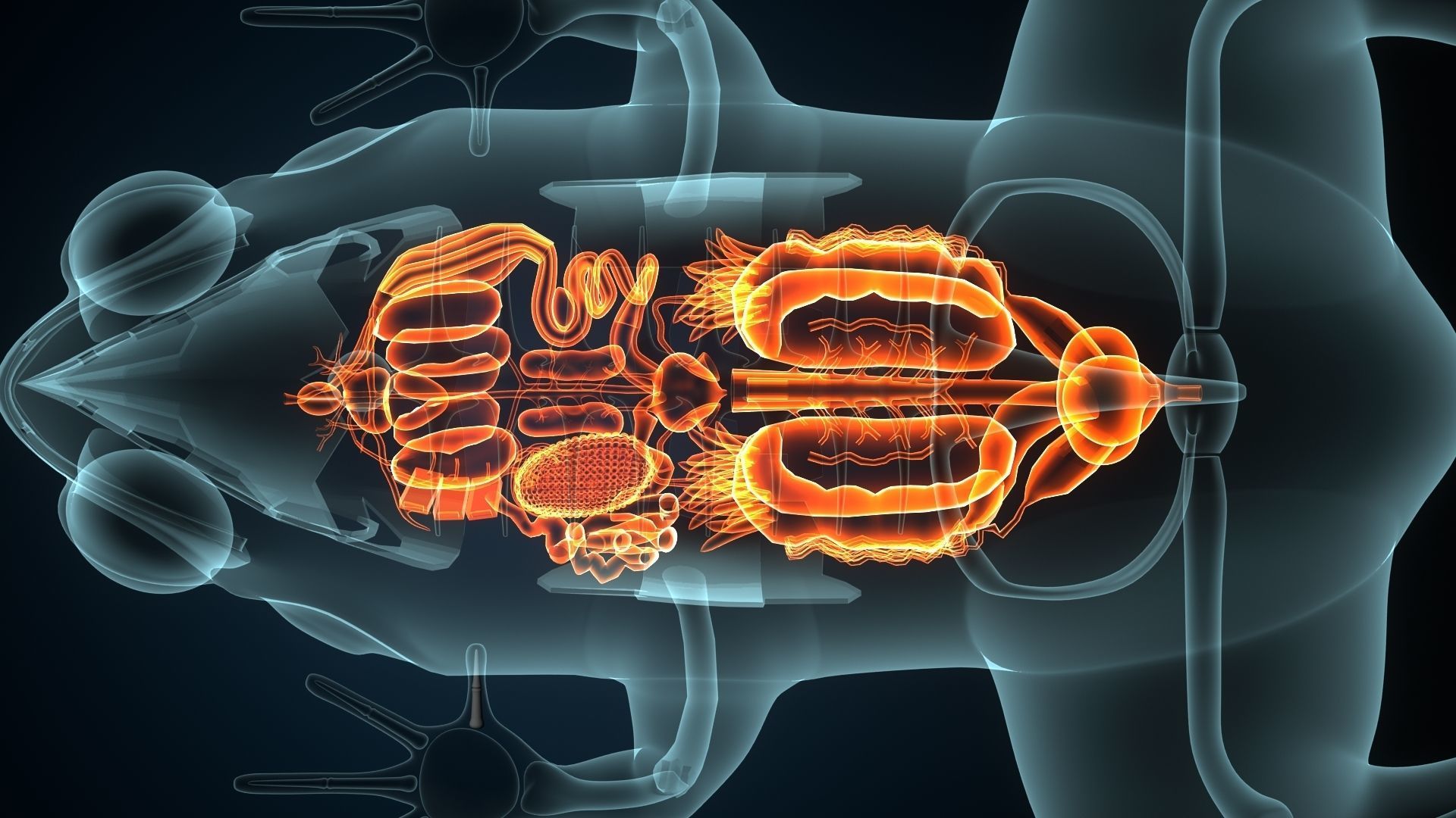 blue female frog anatomy system 3D model | CGTrader