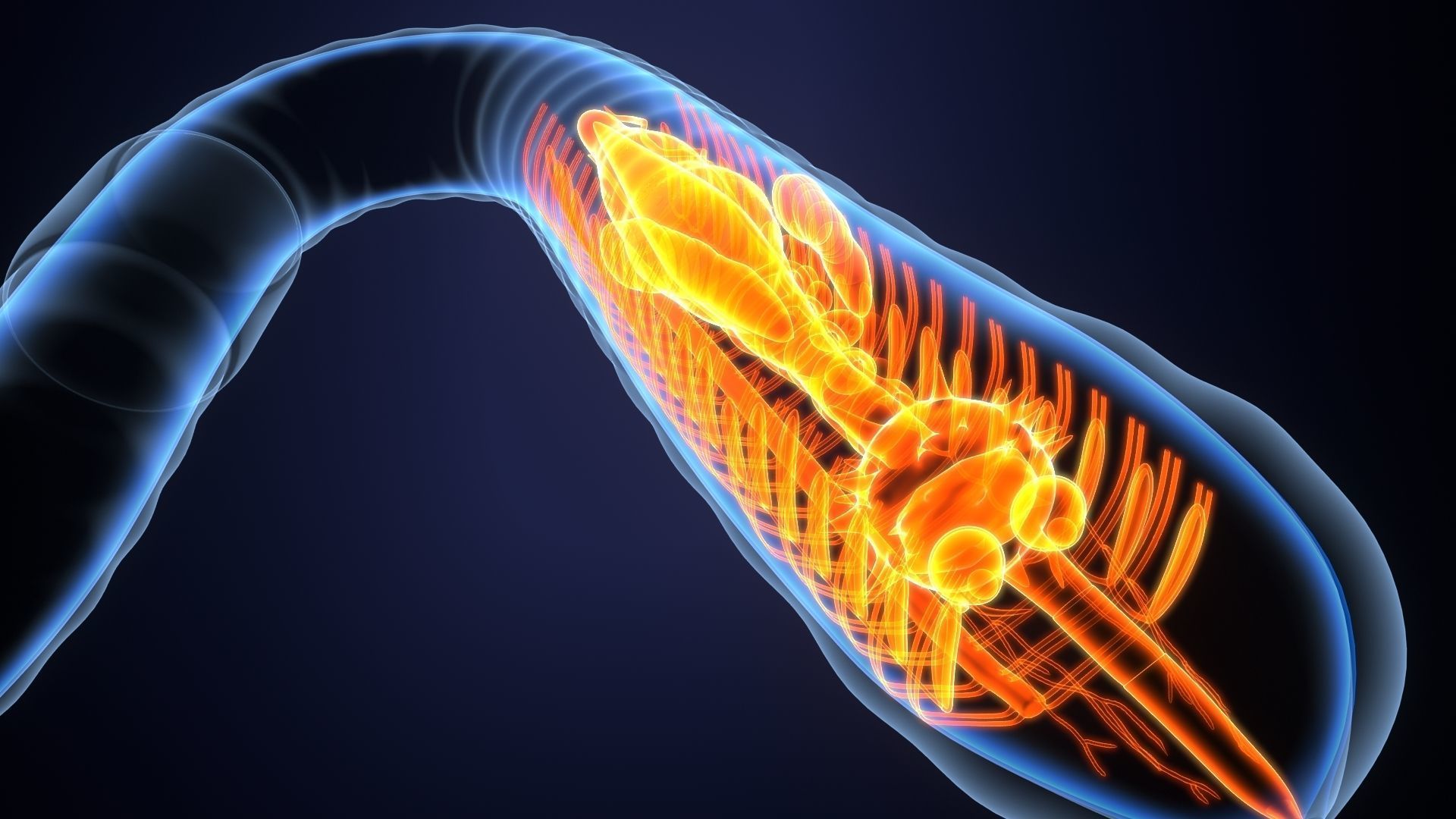 earth worm anatomy system 3D model | CGTrader