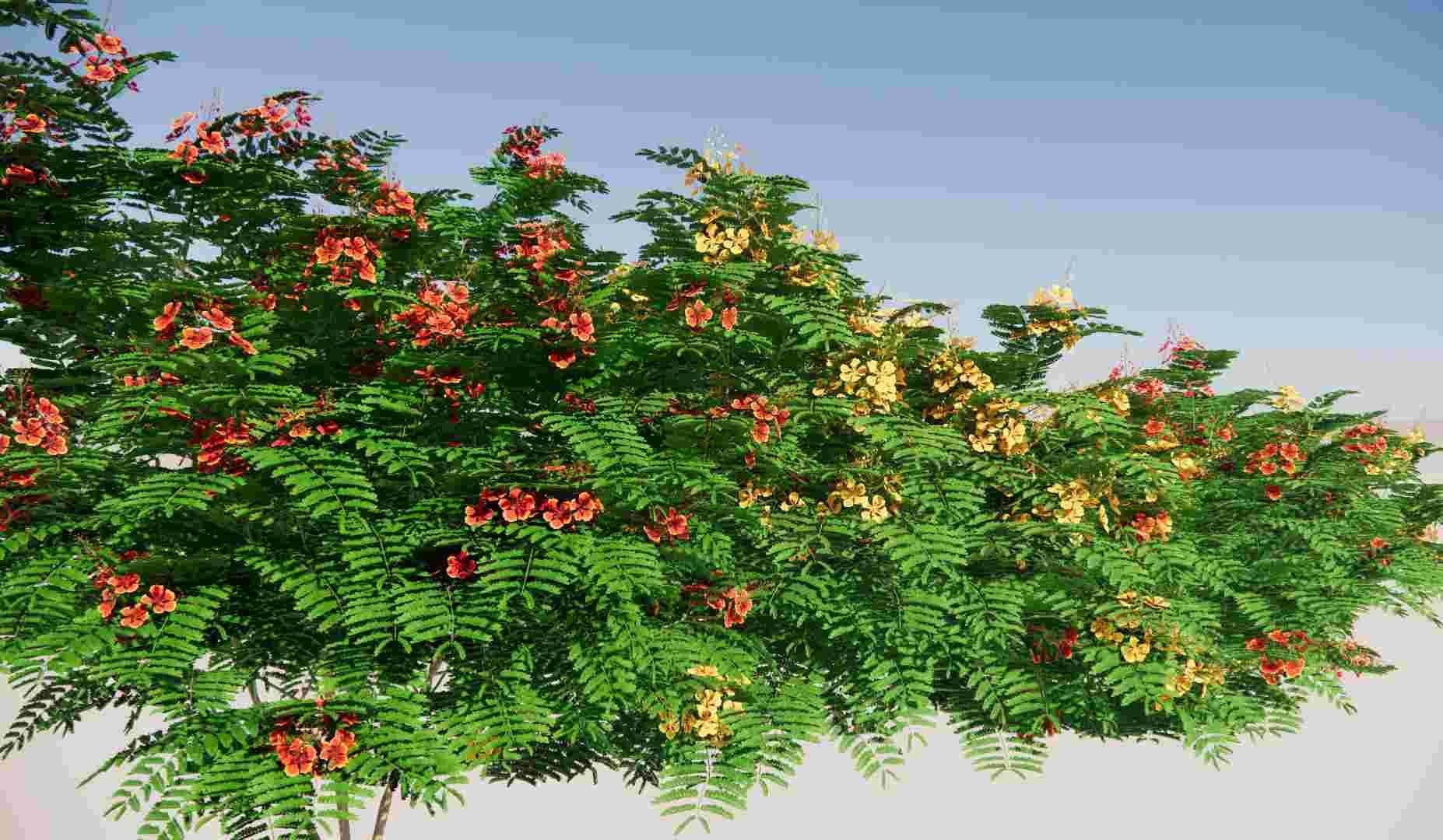 Flamboyant -Shankasur - Ponciana 3D model | CGTrader