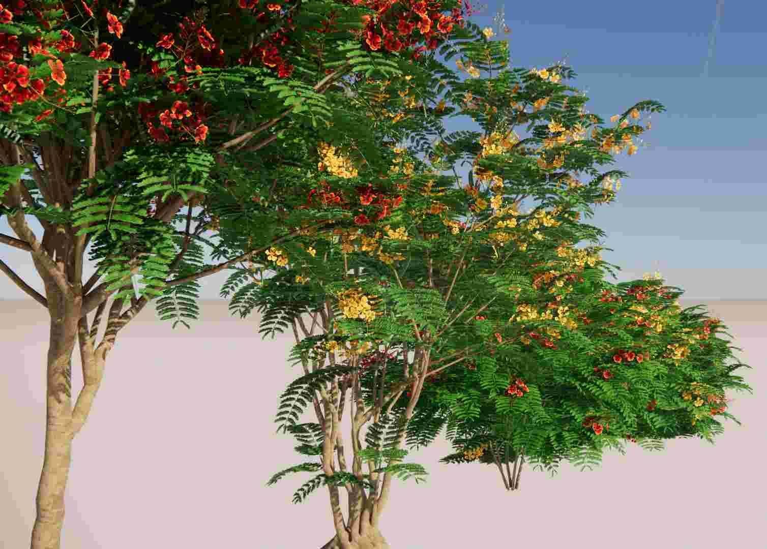 Flamboyant -Shankasur - Ponciana 3D model | CGTrader