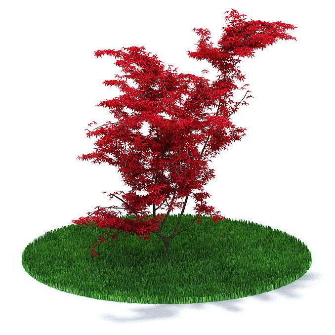 Red Leaf Tree 3D model | CGTrader